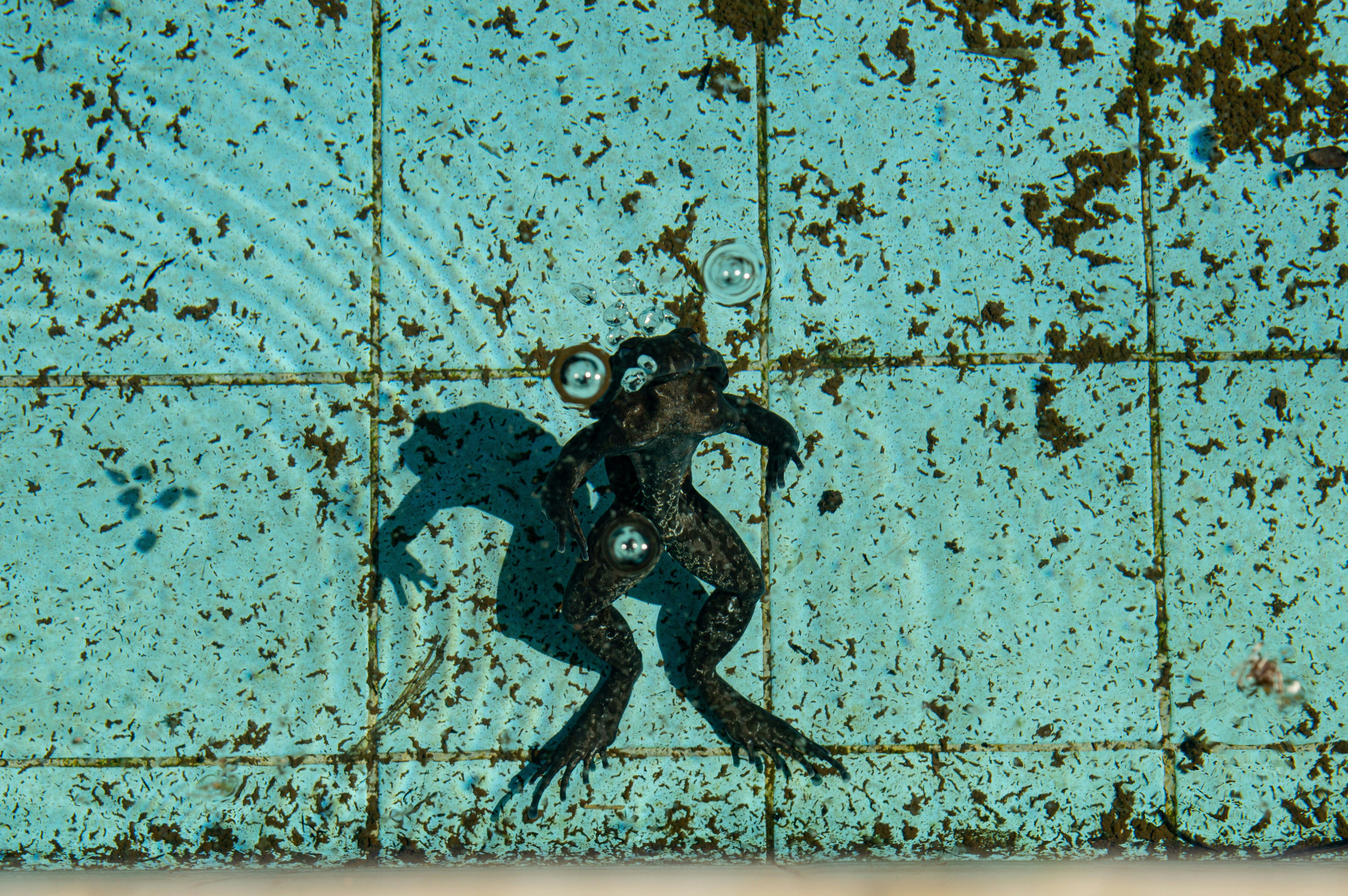 A Frog's Underwater Ballet