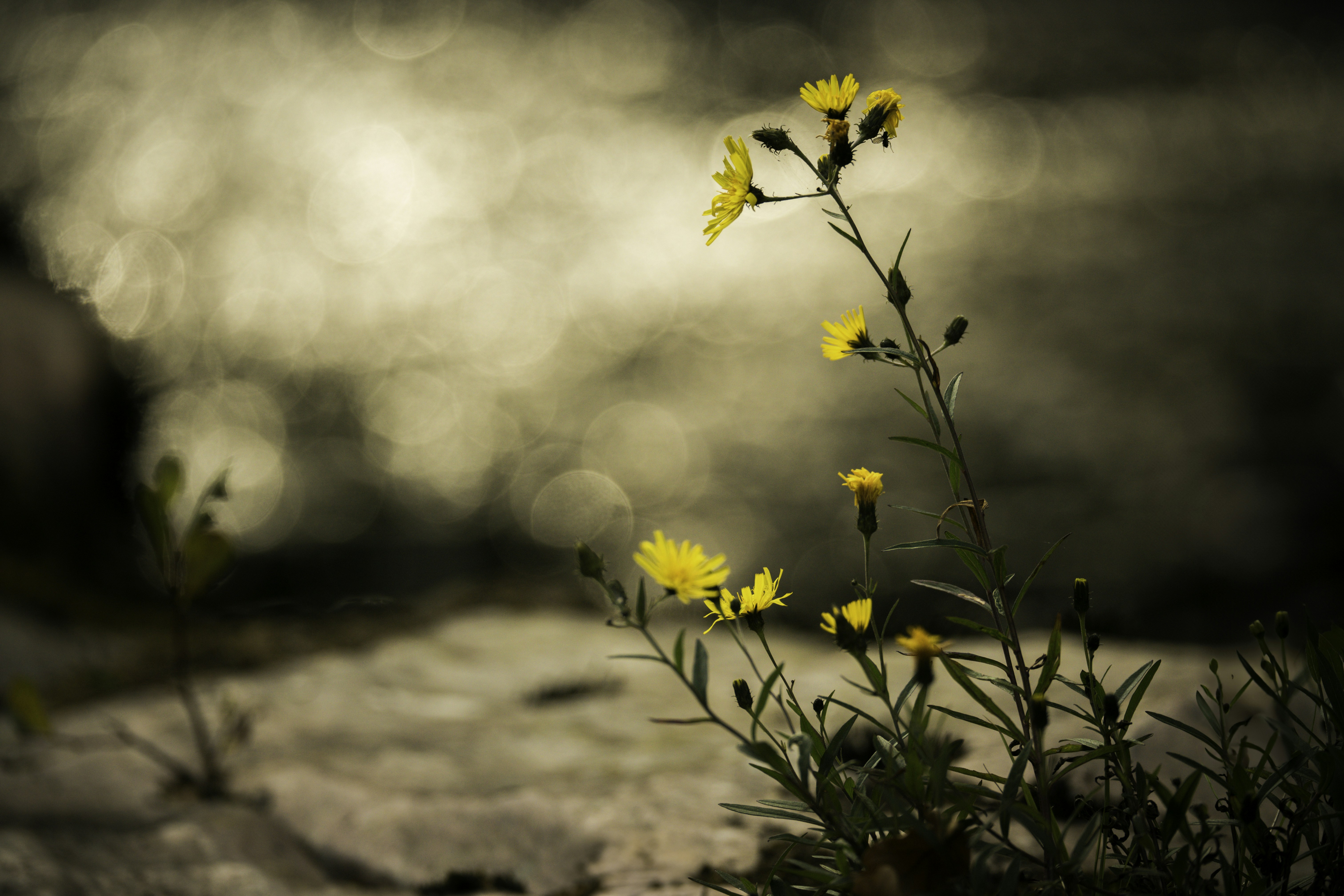 A single yellow flower grows on a rock.
