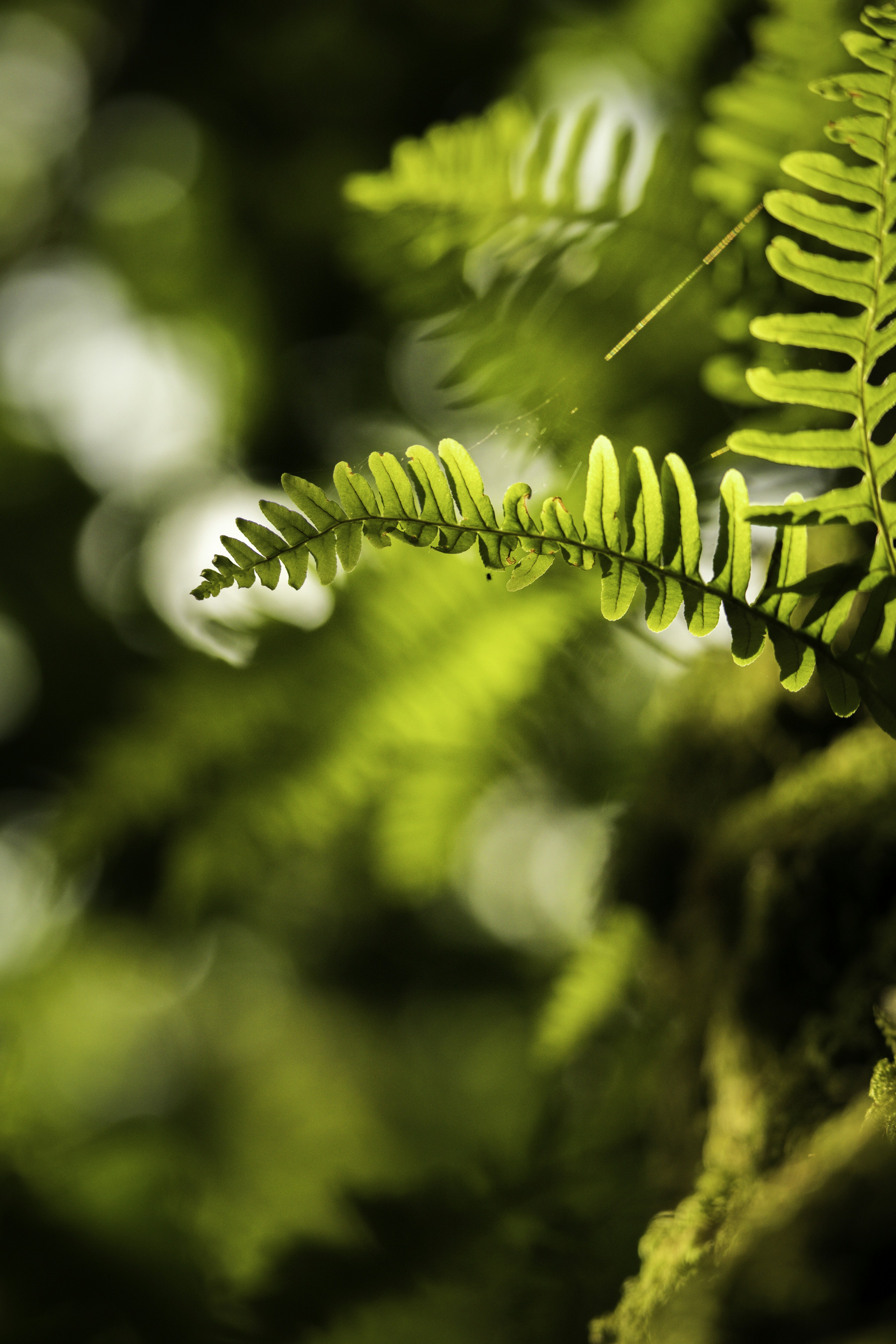 Close-up of vibrant green fern fronds in soft light