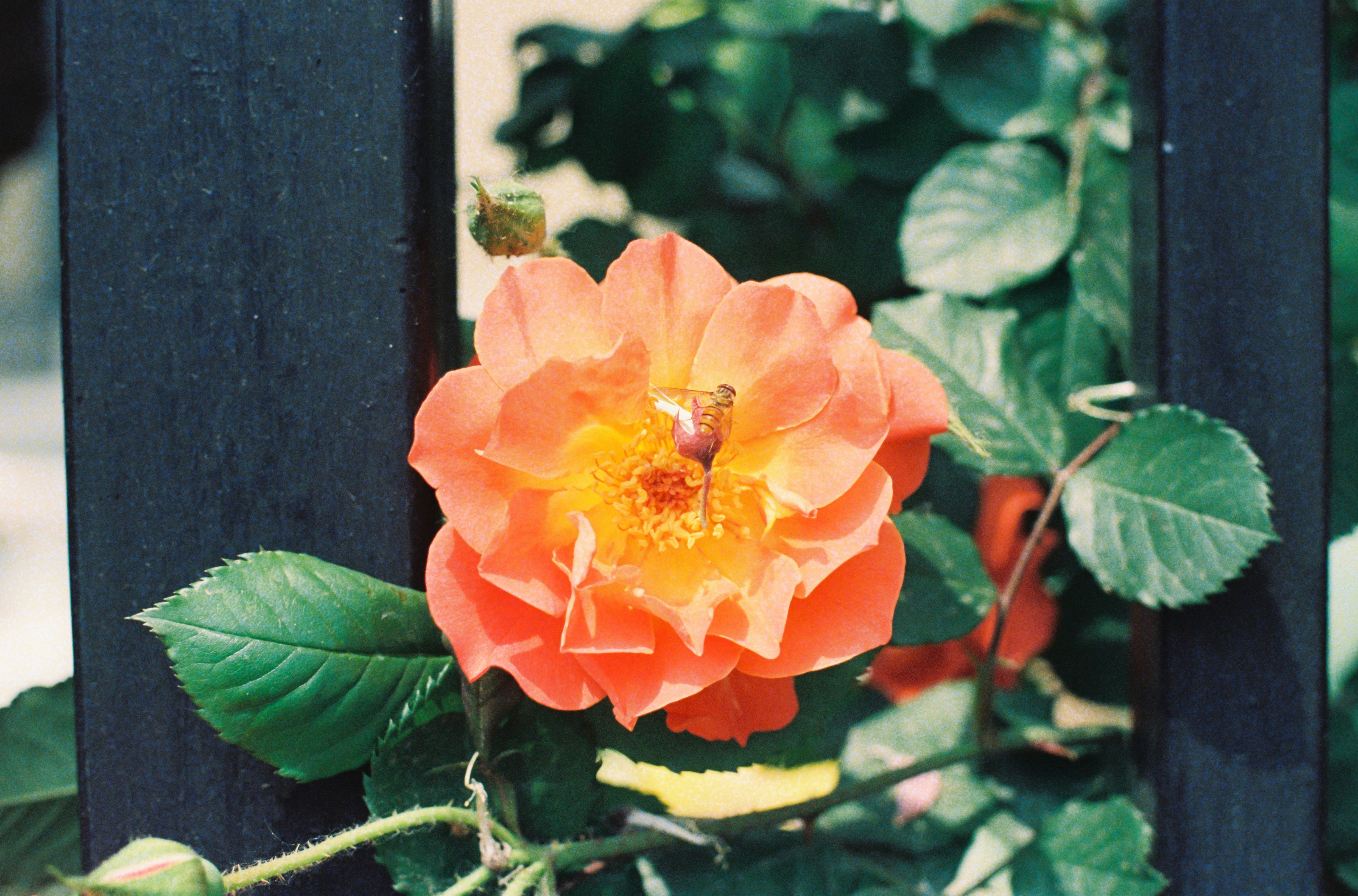 Bloom Behind the Bars: A Floral Escape
