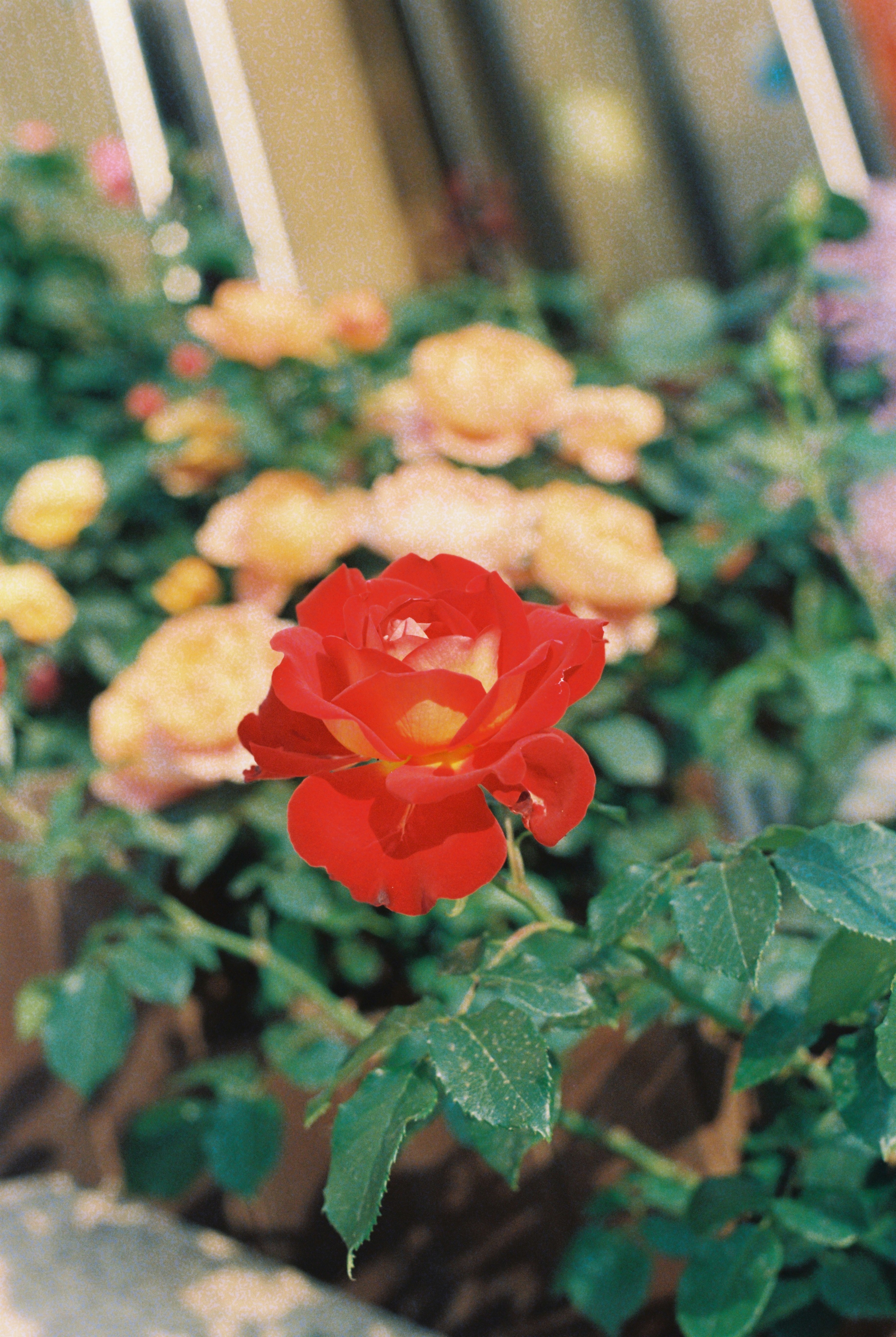 Ember Rose Amidst a Floral Symphony