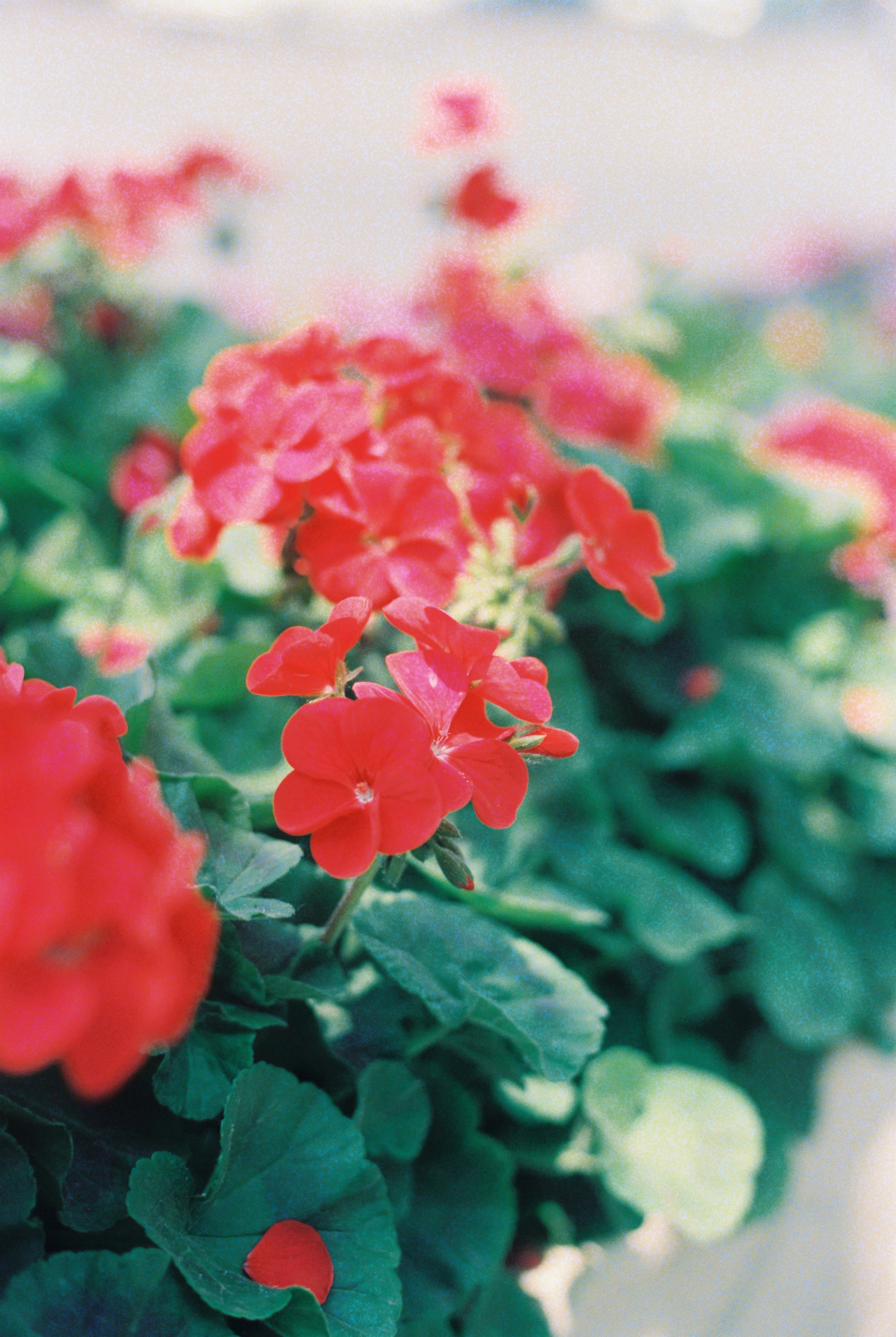 Vibrant red flowers bloom amongst green leaves.