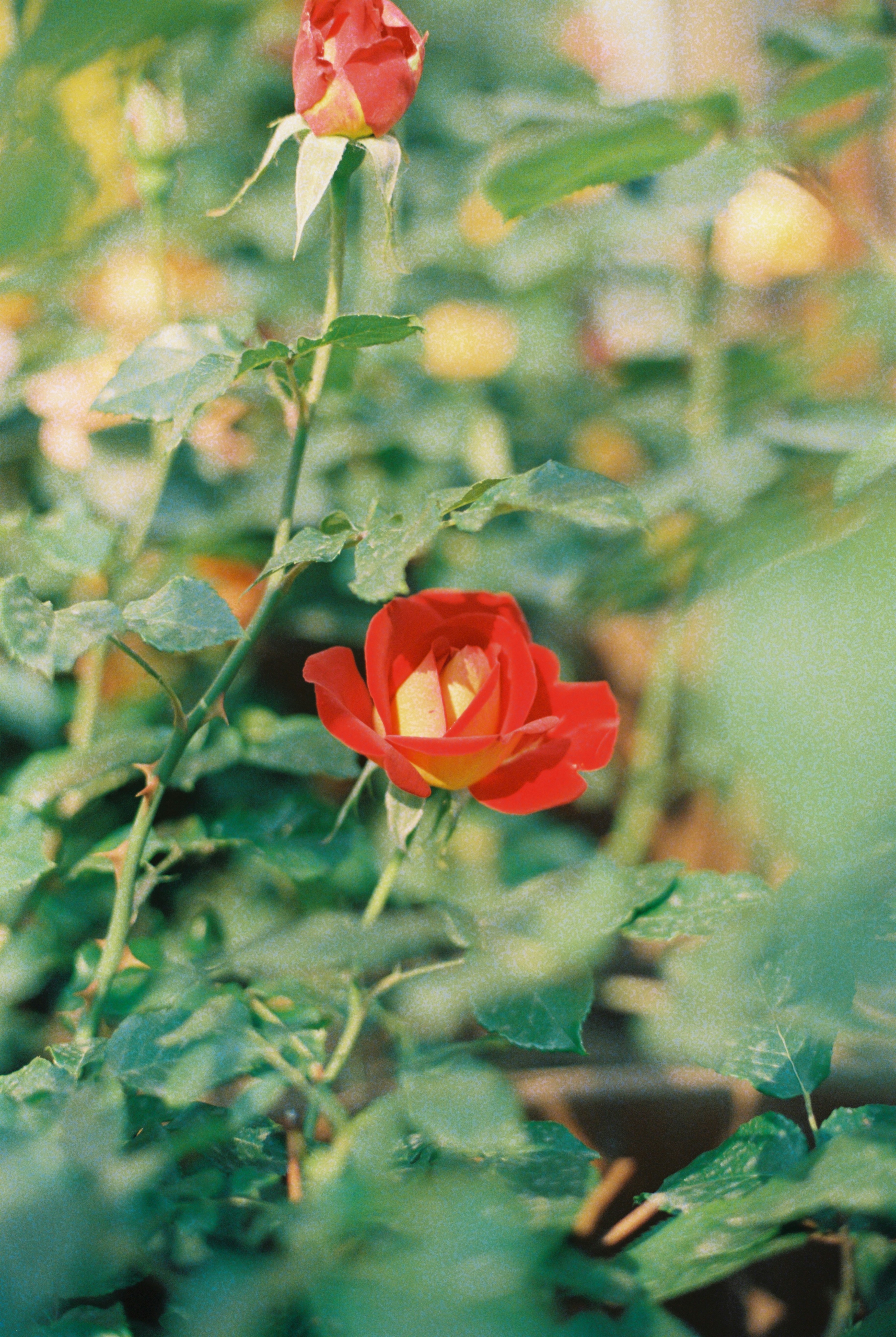 Blossoming Radiance: The Heart of the Garden