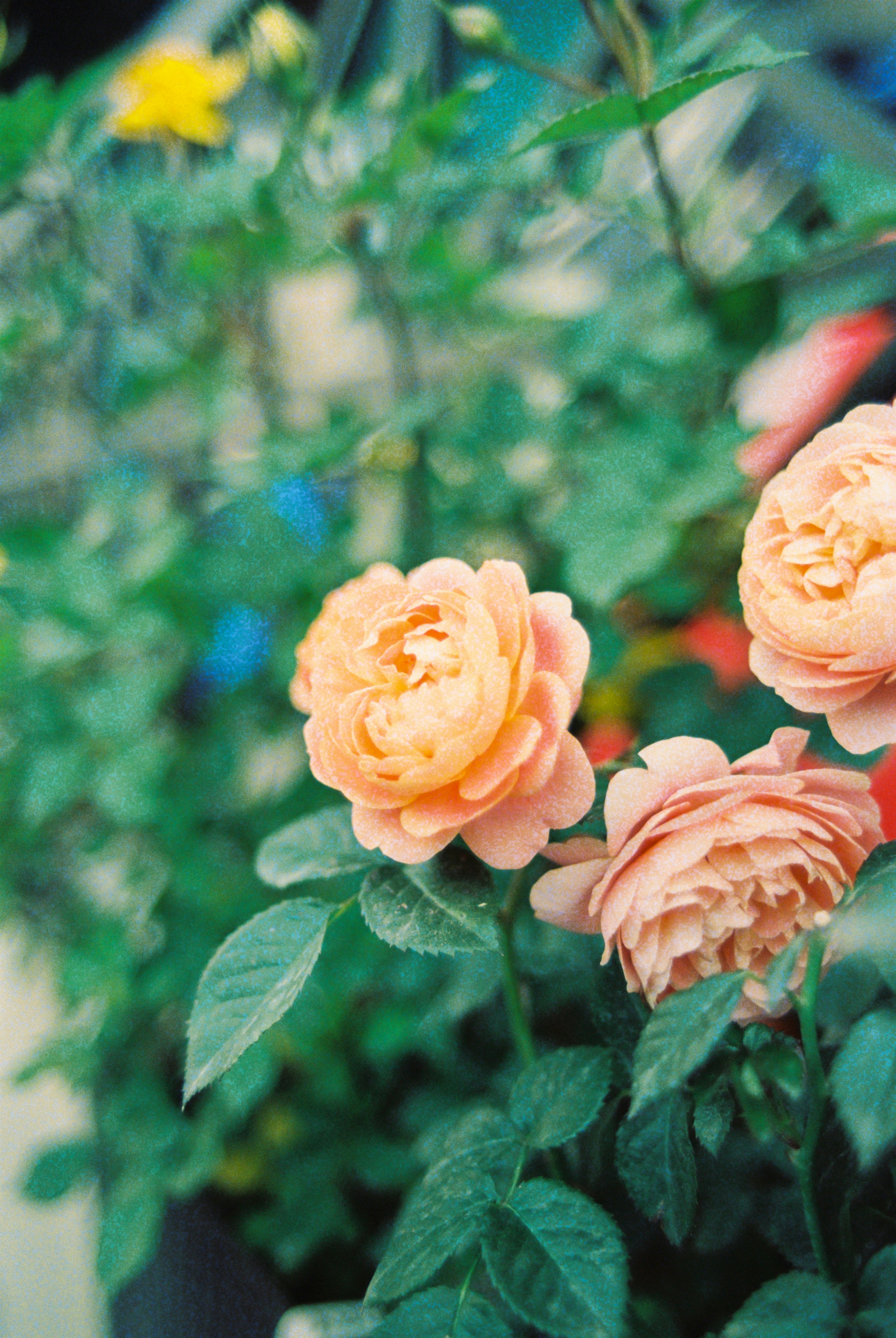Close-up of delicate peach roses blooming