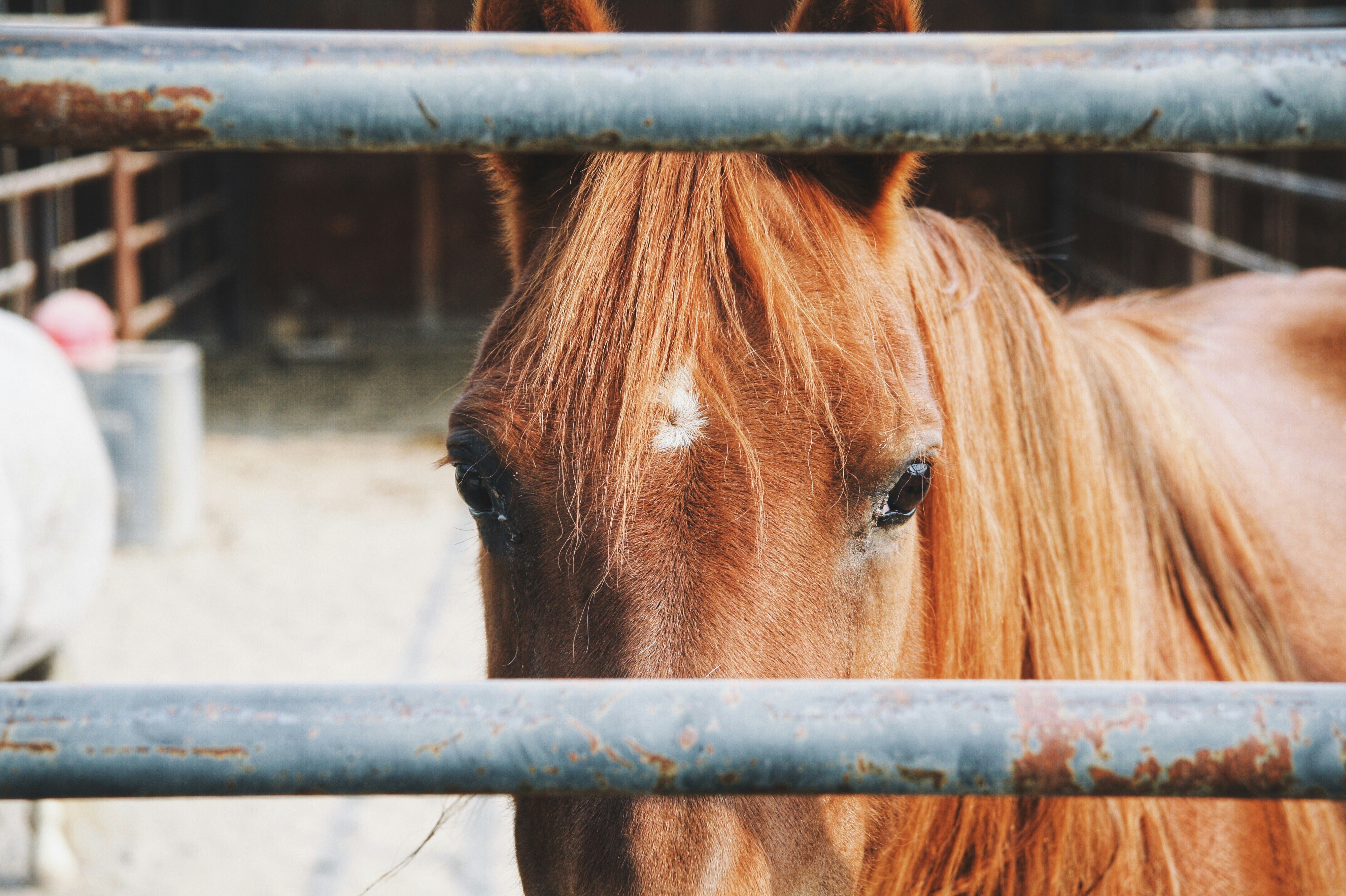 Brown horse behind metal bars at a stable