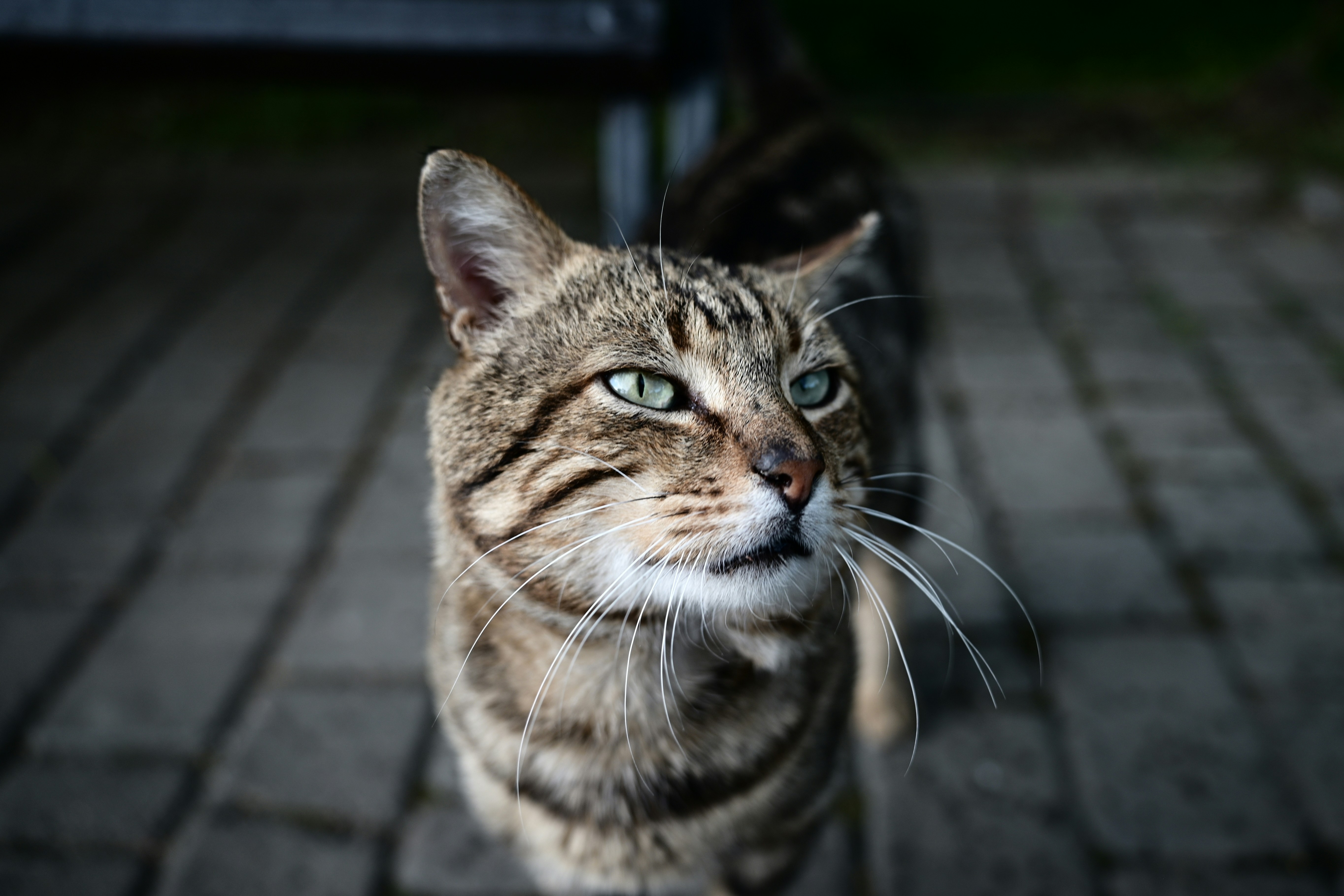 Whiskered Watcher: A Feline's Poised Gaze