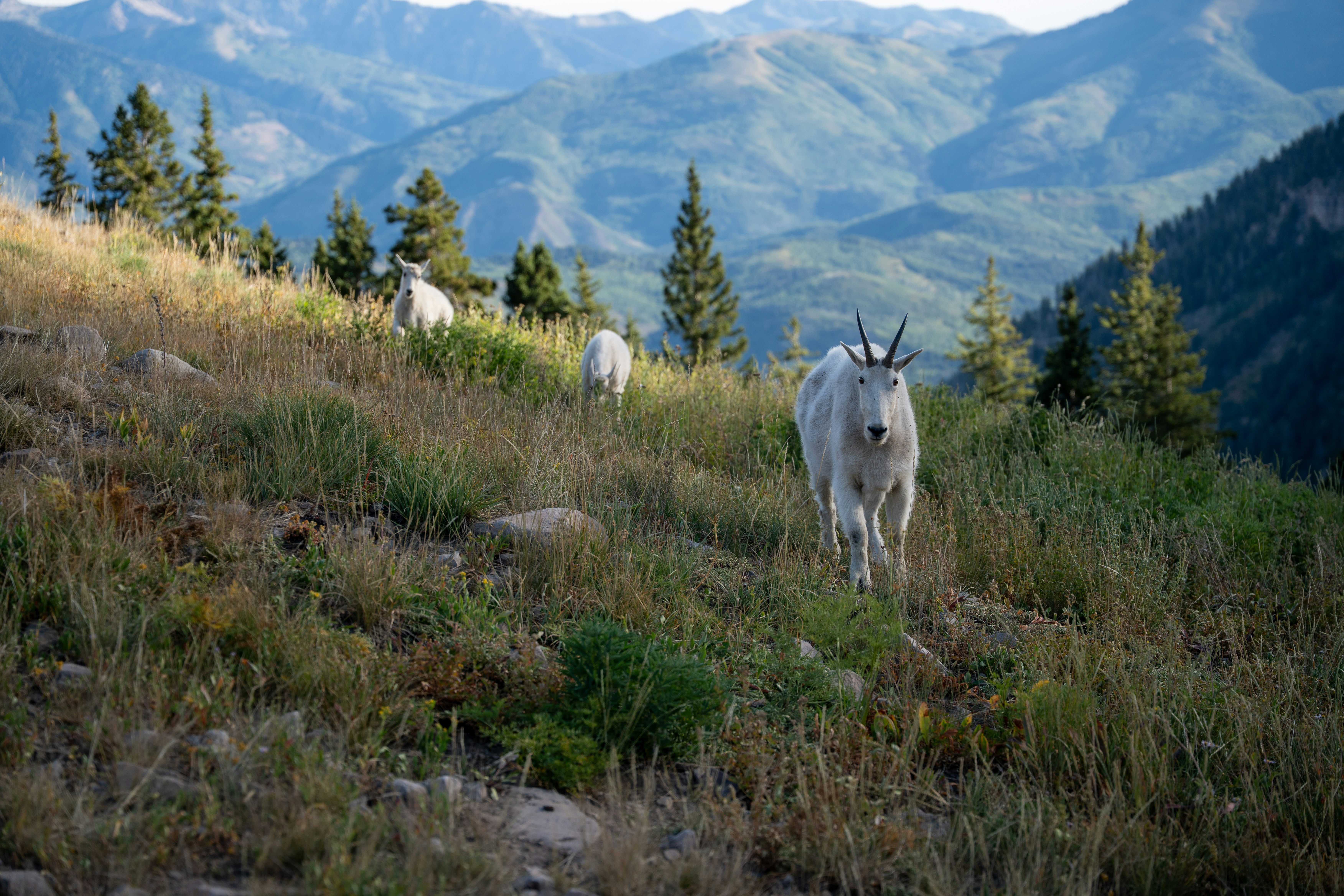 Mountain Goats Amidst Majestic Peaks