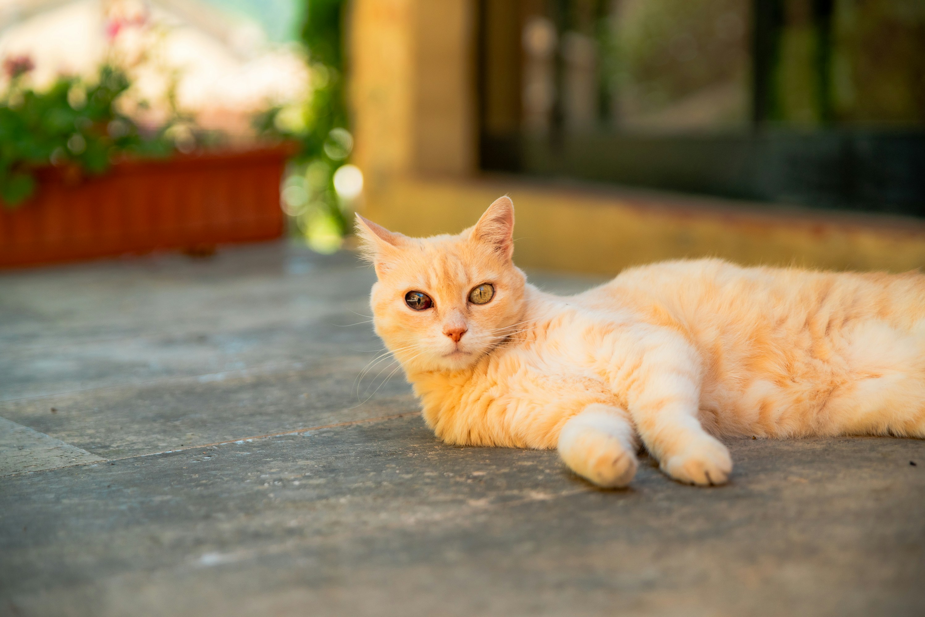 A cream-colored cat rests on a gray surface.
