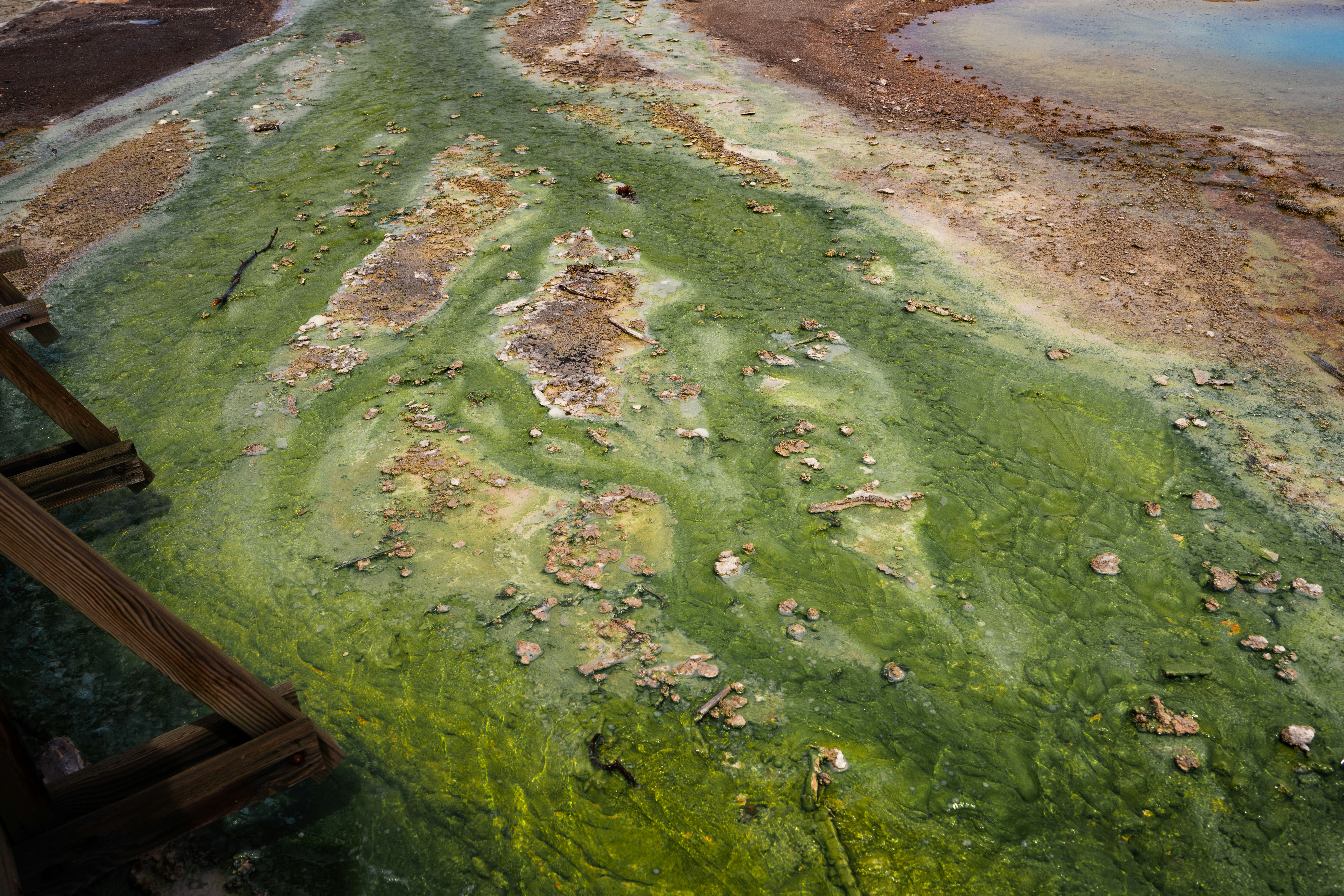 Green algae flows through a geothermal hot spring. photo – Free ...