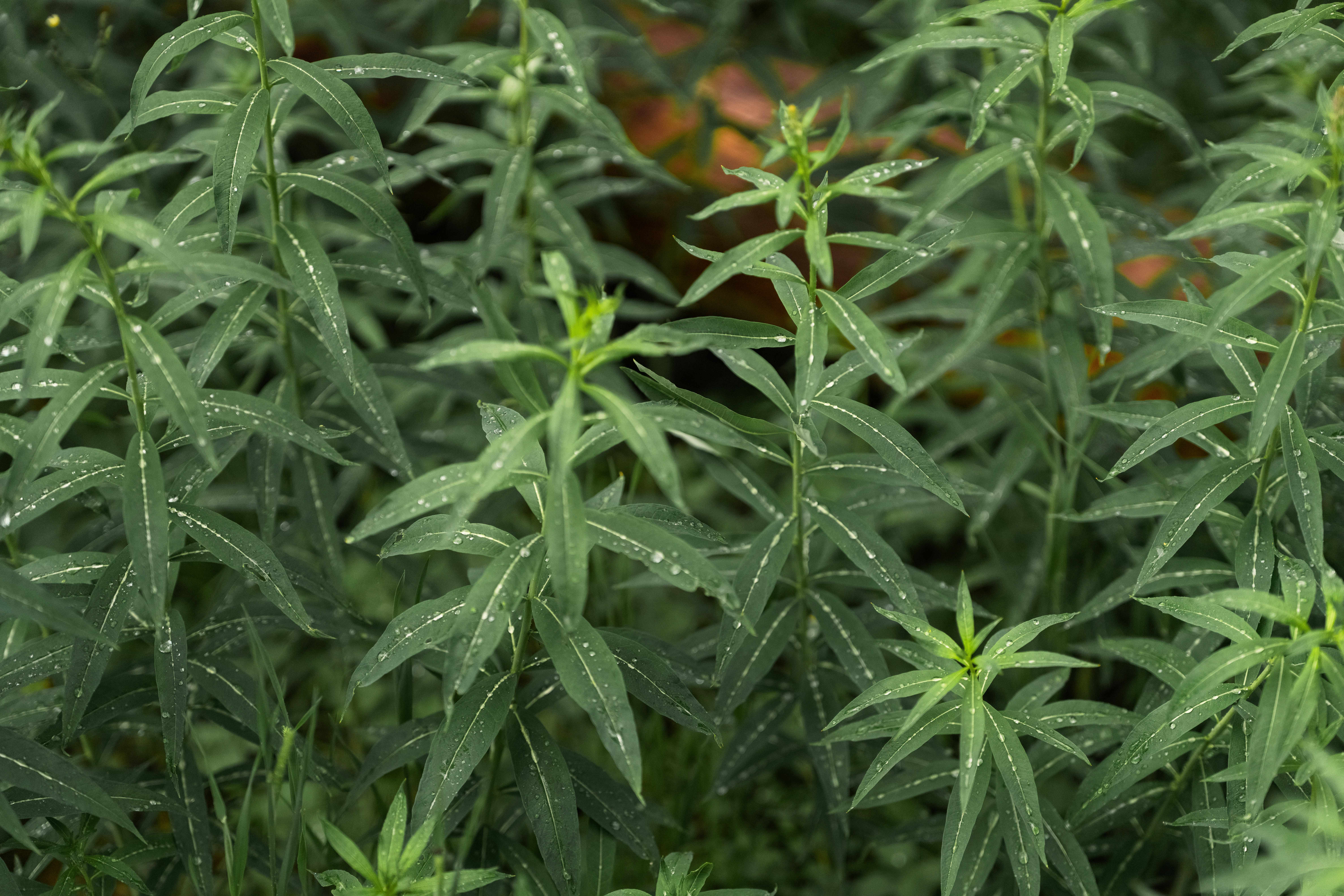 Close-up of green, narrow-leaved plants glistening with raindrops, their fresh foliage standing out sharply against a softly blurred background. The moisture highlights the delicate texture and vein patterns of each leaf, capturing the vibrancy of nature after rainfall. | Green leafy plants with water droplets