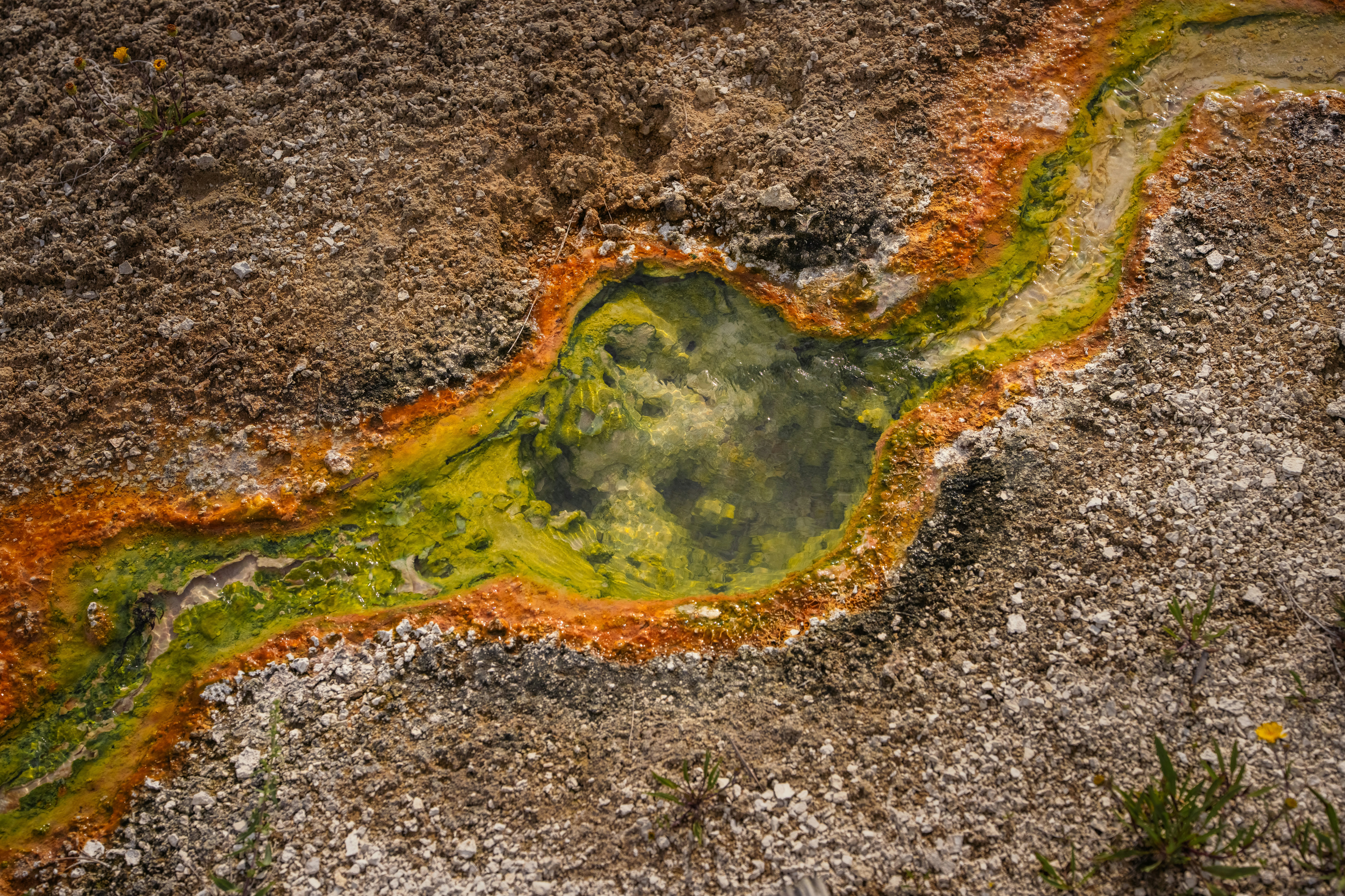 Verdigris Veins: A Geothermal Palette in Ashen Ground