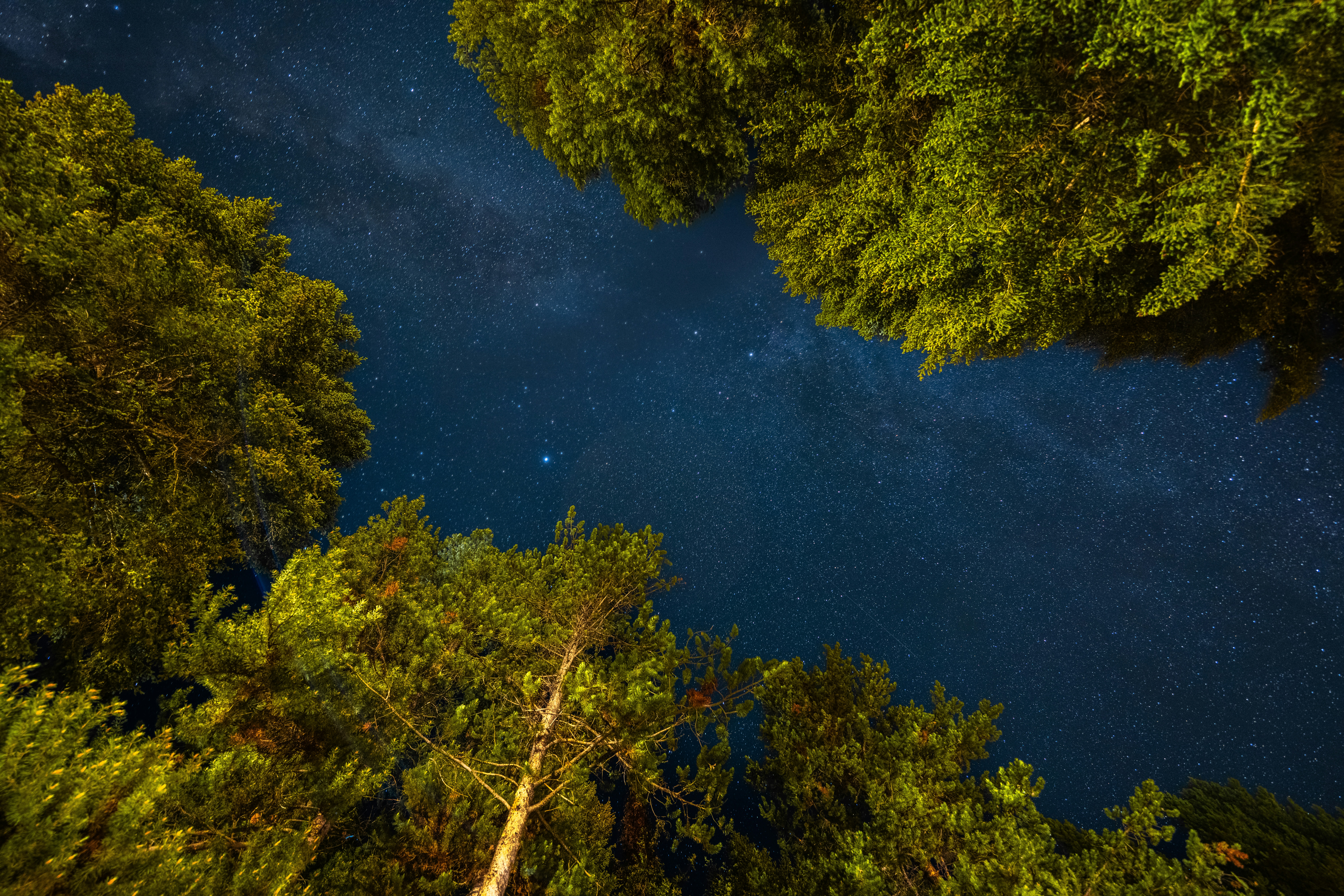 Celestial Canopy: A Forest's Embrace of the Night Sky