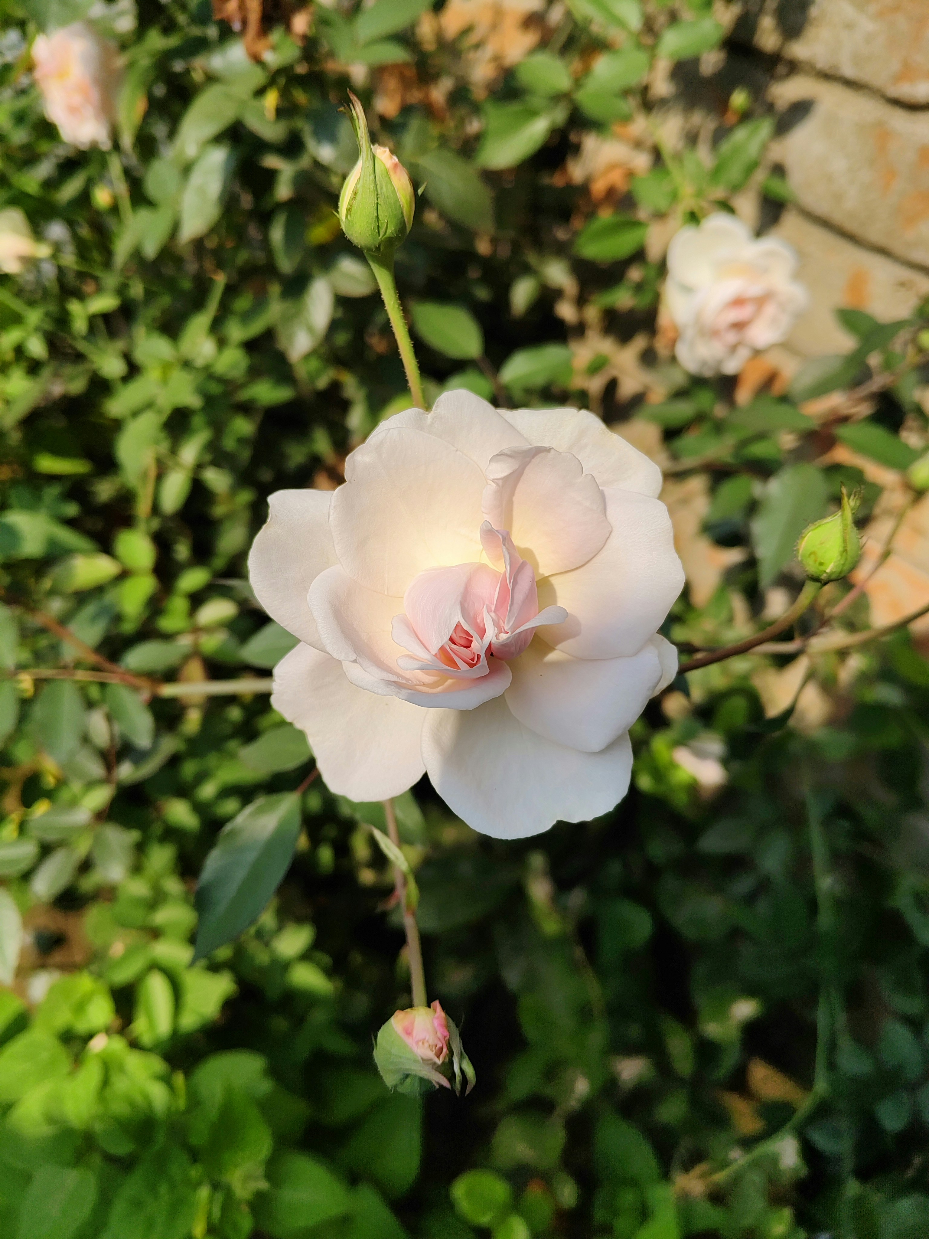 Sample photo from Vivo IQOO Z9S Pro