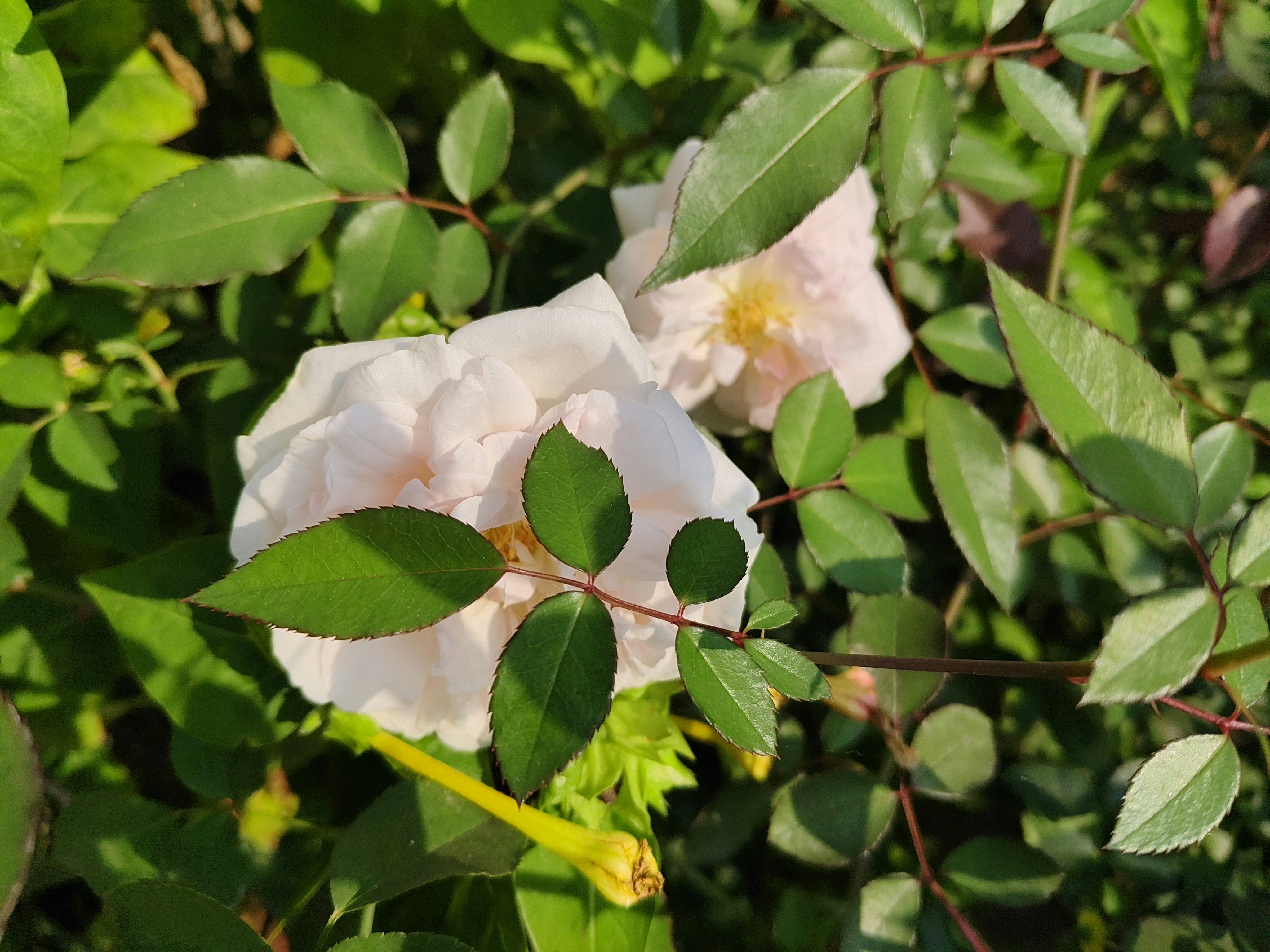 Sample photo from Vivo IQOO Z9S Pro