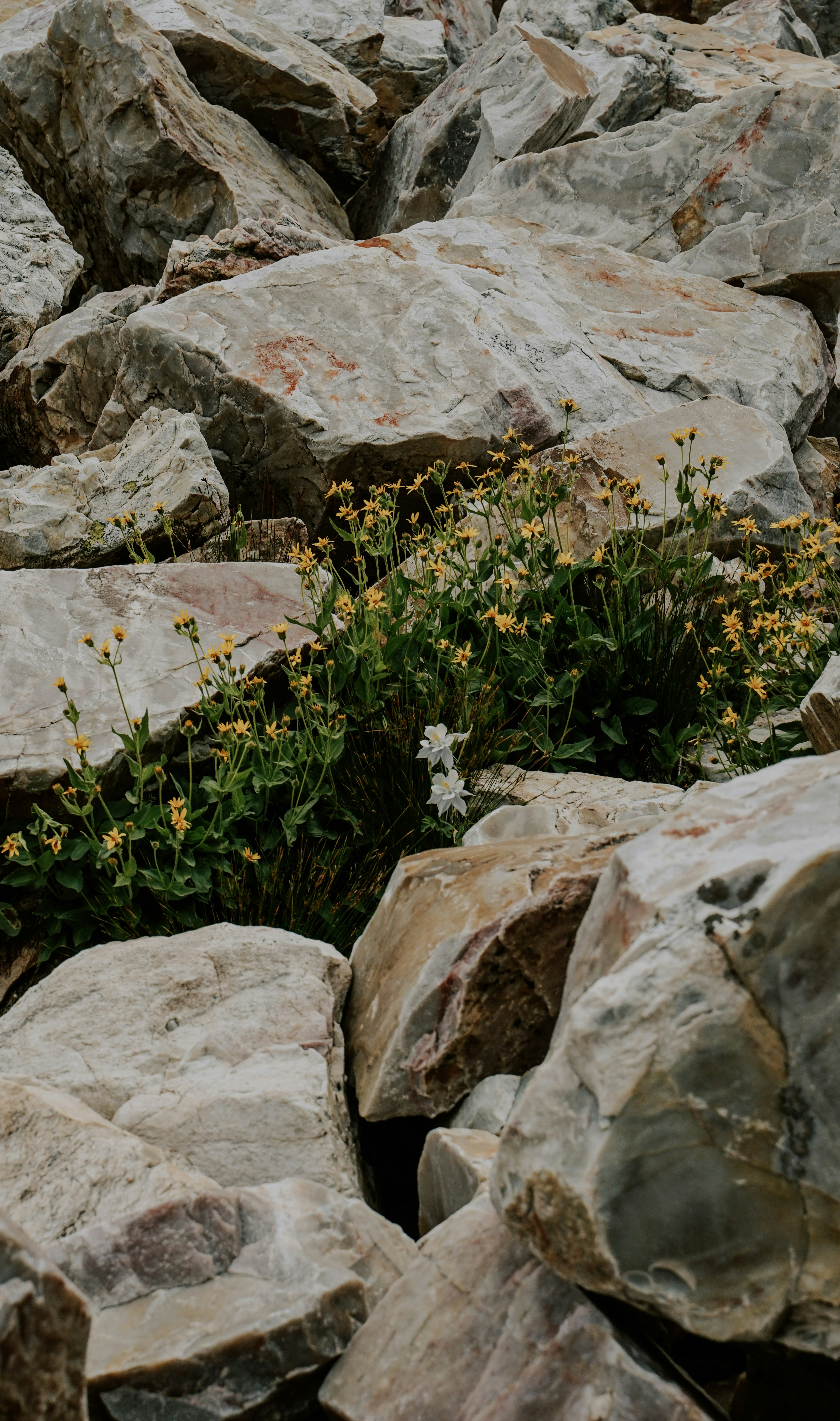 Granite and Gold: Wildflowers Rise from a Crack in the Stone