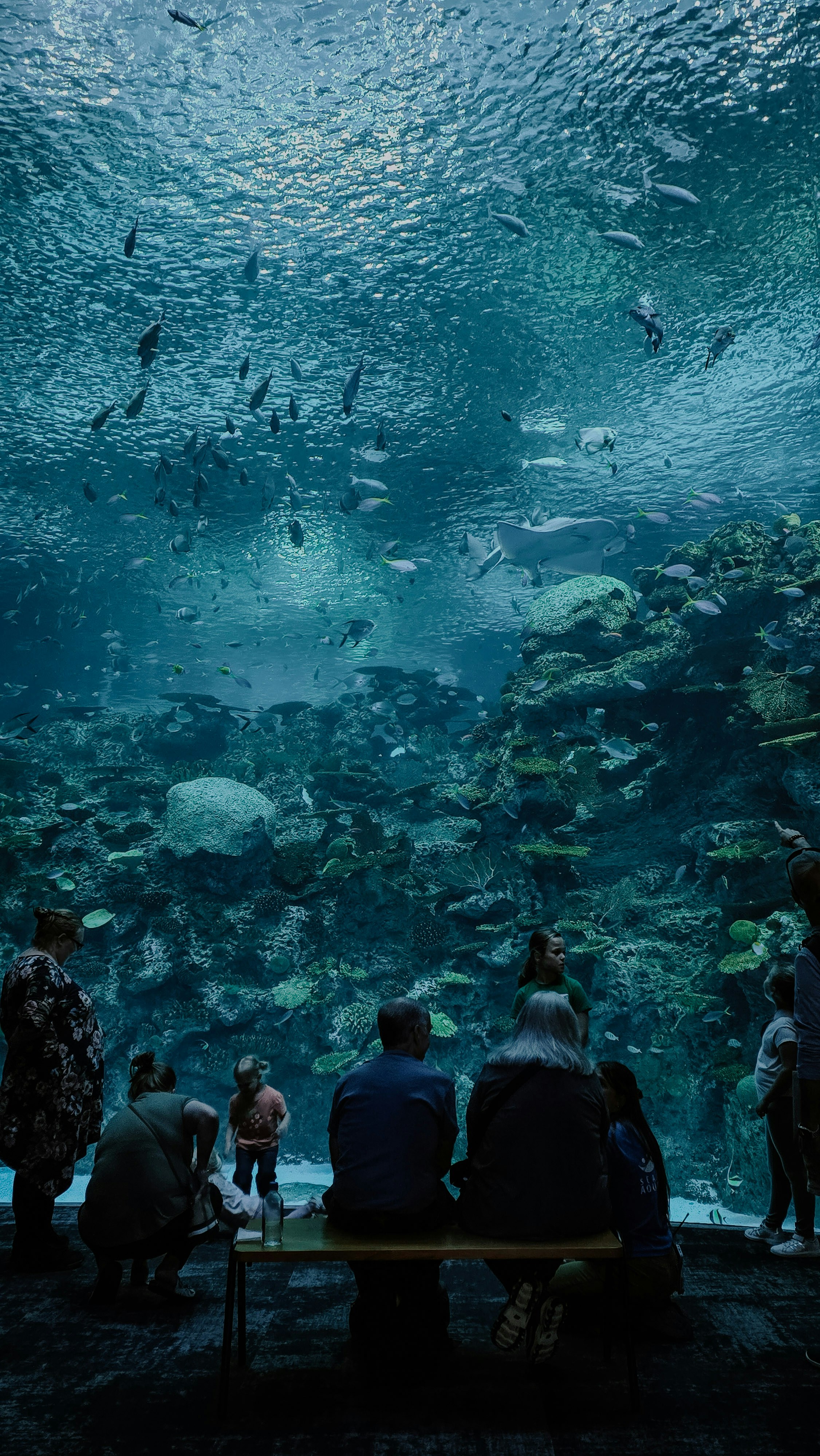 People observe marine life in a large aquarium exhibit. photo – Free ...