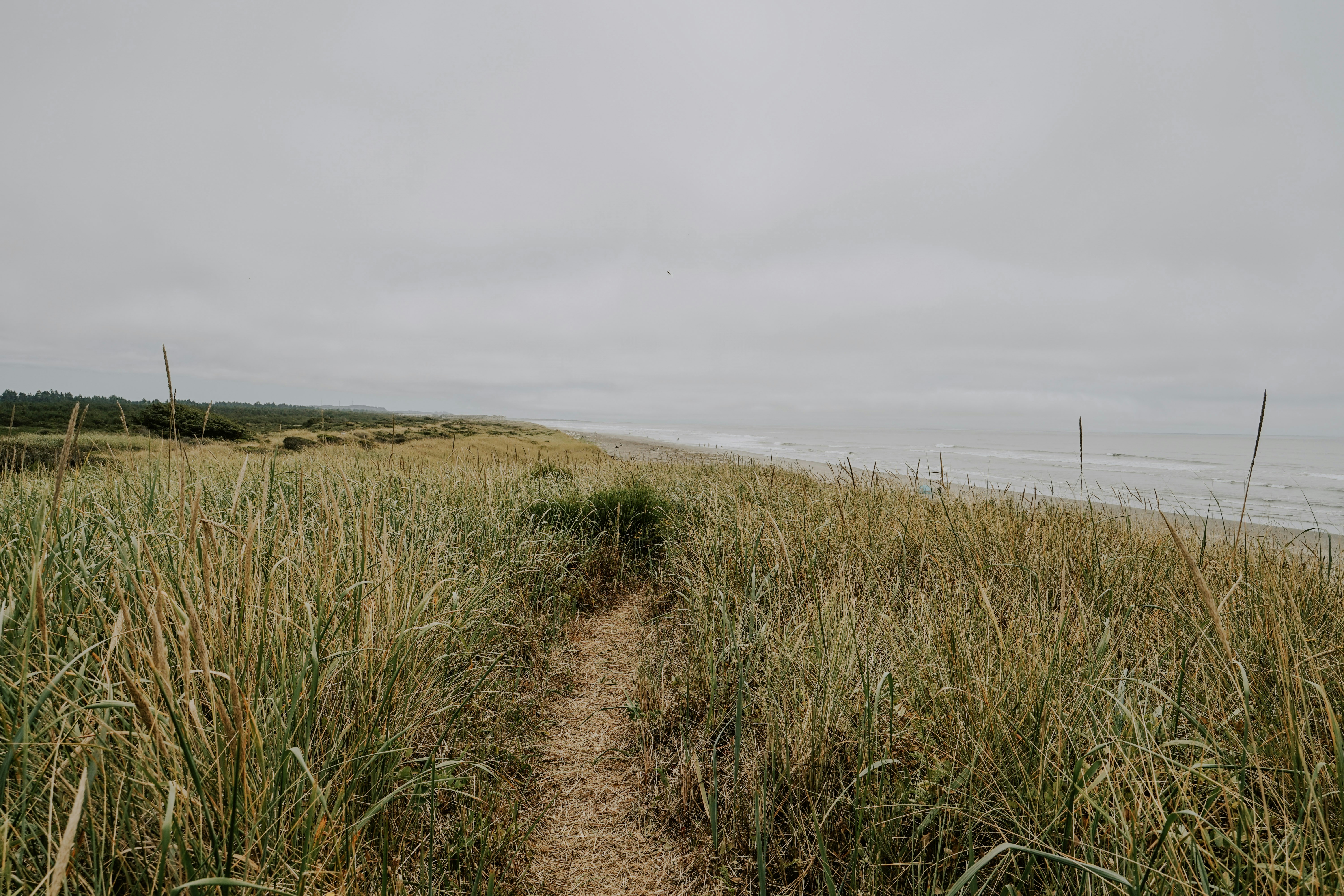 A narrow path through tall grass under a cloudy sky