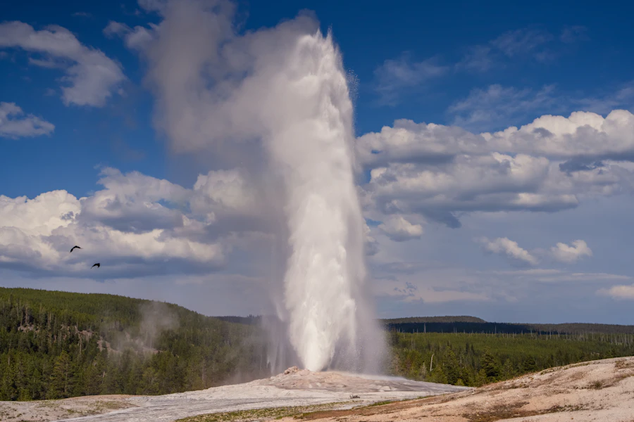 A powerful geyser shoots a tall plume of steam and water into a blue sky filled with clouds, with forested hills in the background. Two birds cross the left side of the scene.