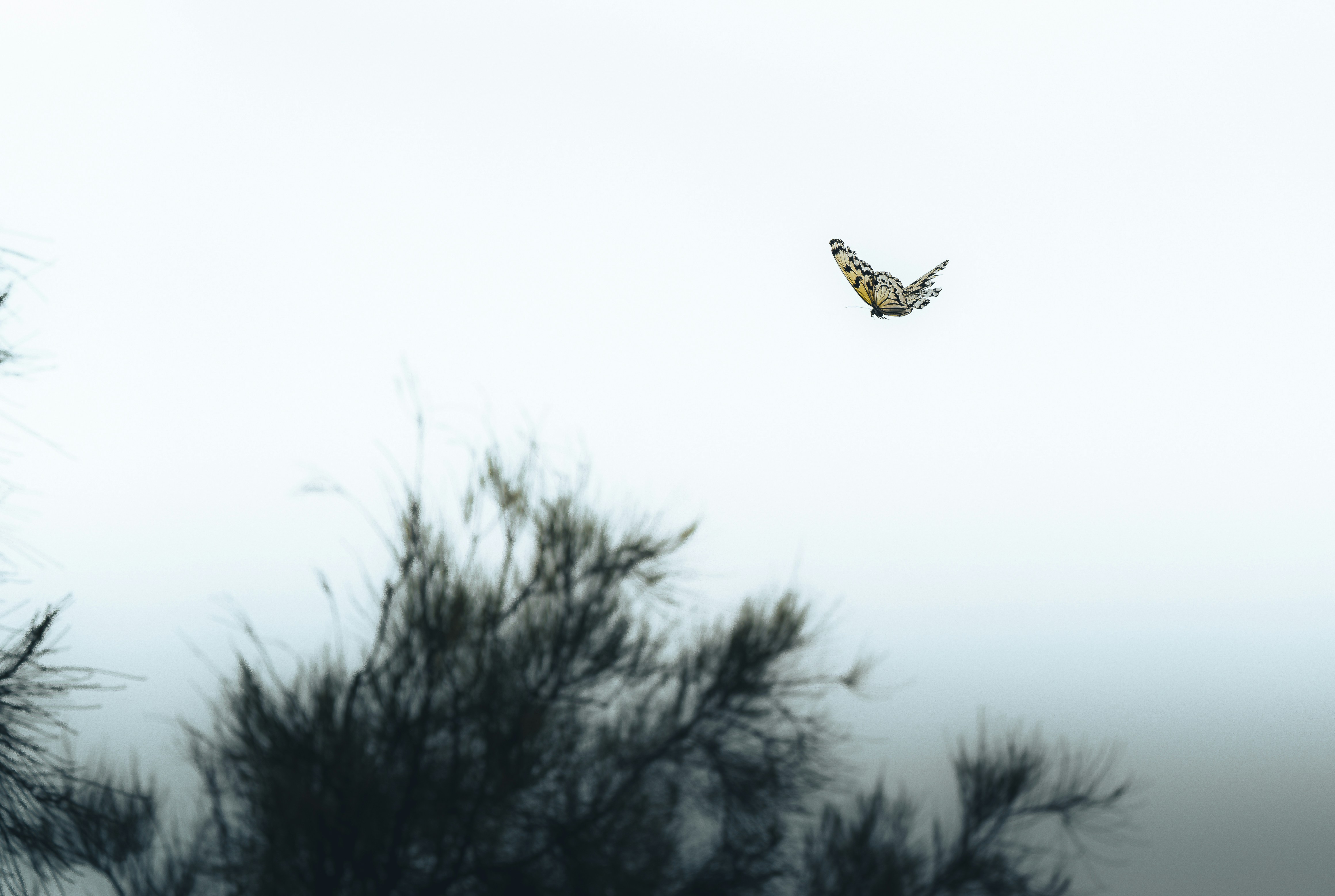 A butterfly flying in Taiwan along the coast | A bird flies in a misty sky above trees.