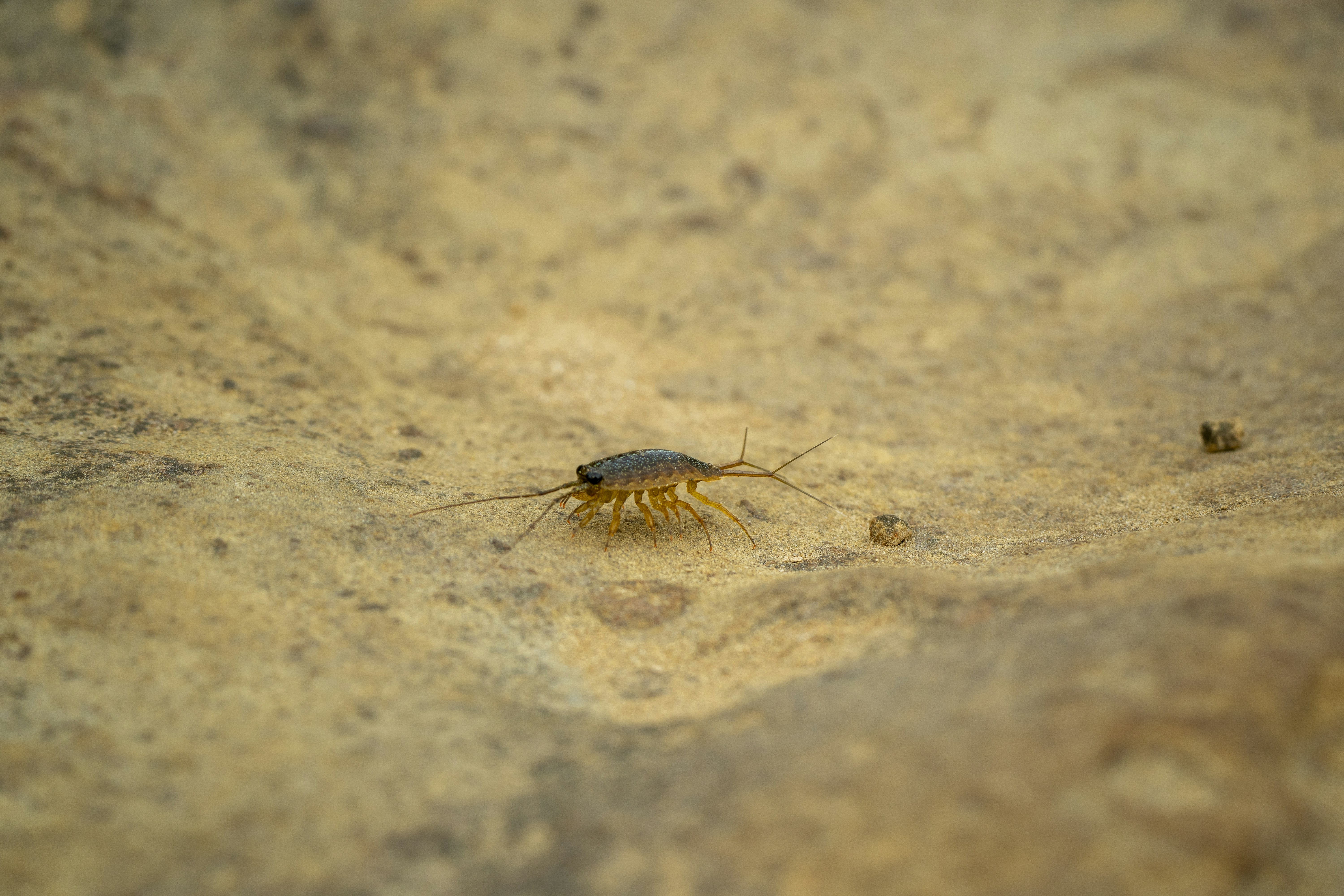 The Subtle Intricacies of Nature's Tiny Wanderer
