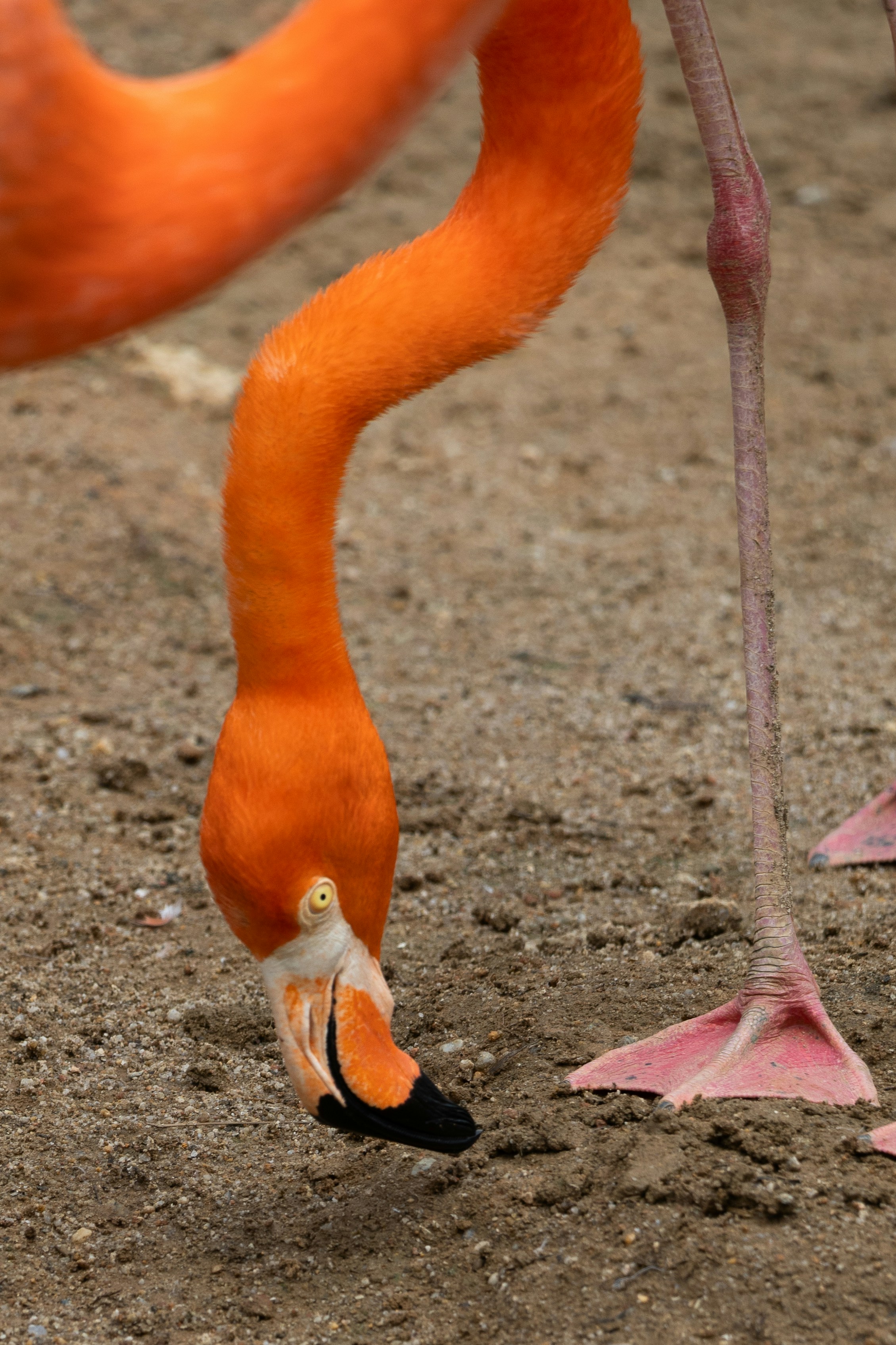 Curved Elegance: The Flamingo's Dance with Earth