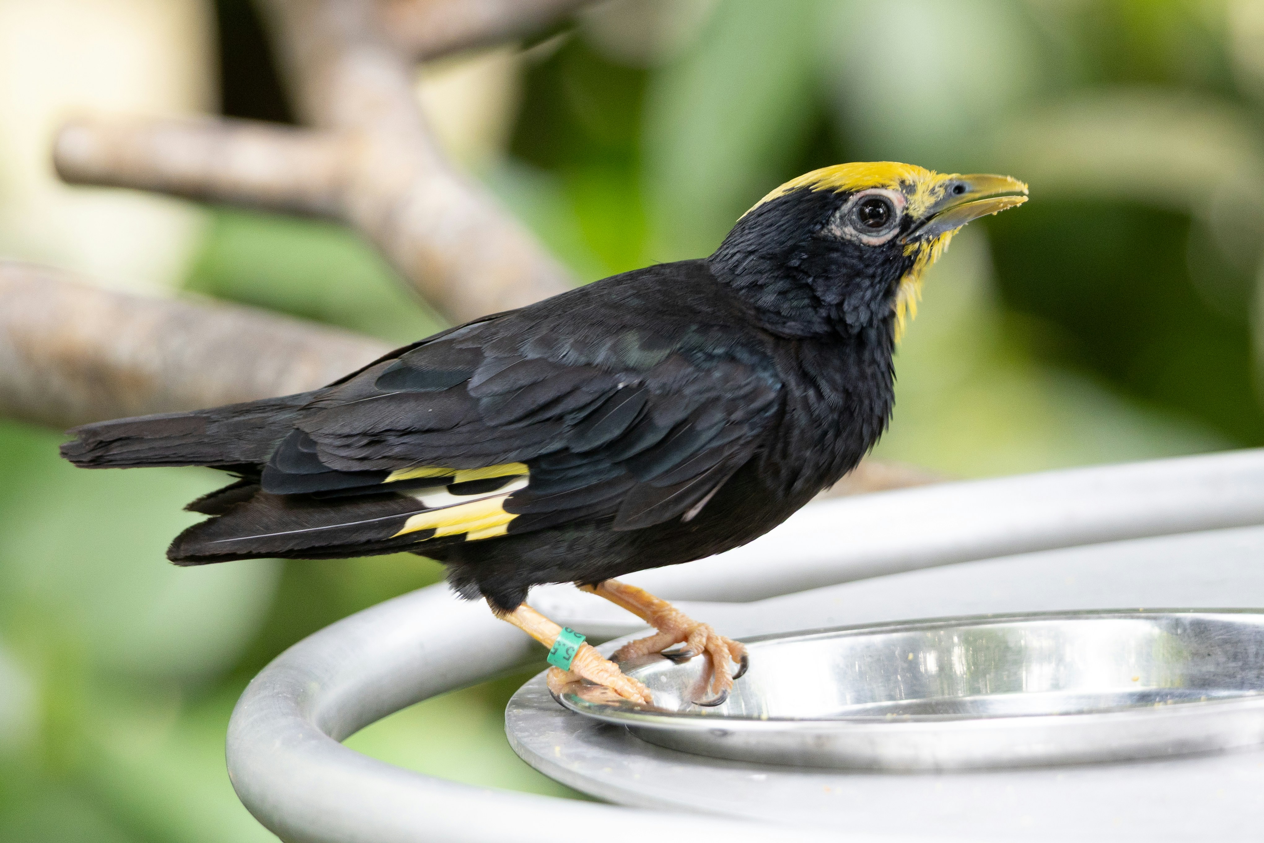 Yellow-billed Sunbird on a Silver Rim