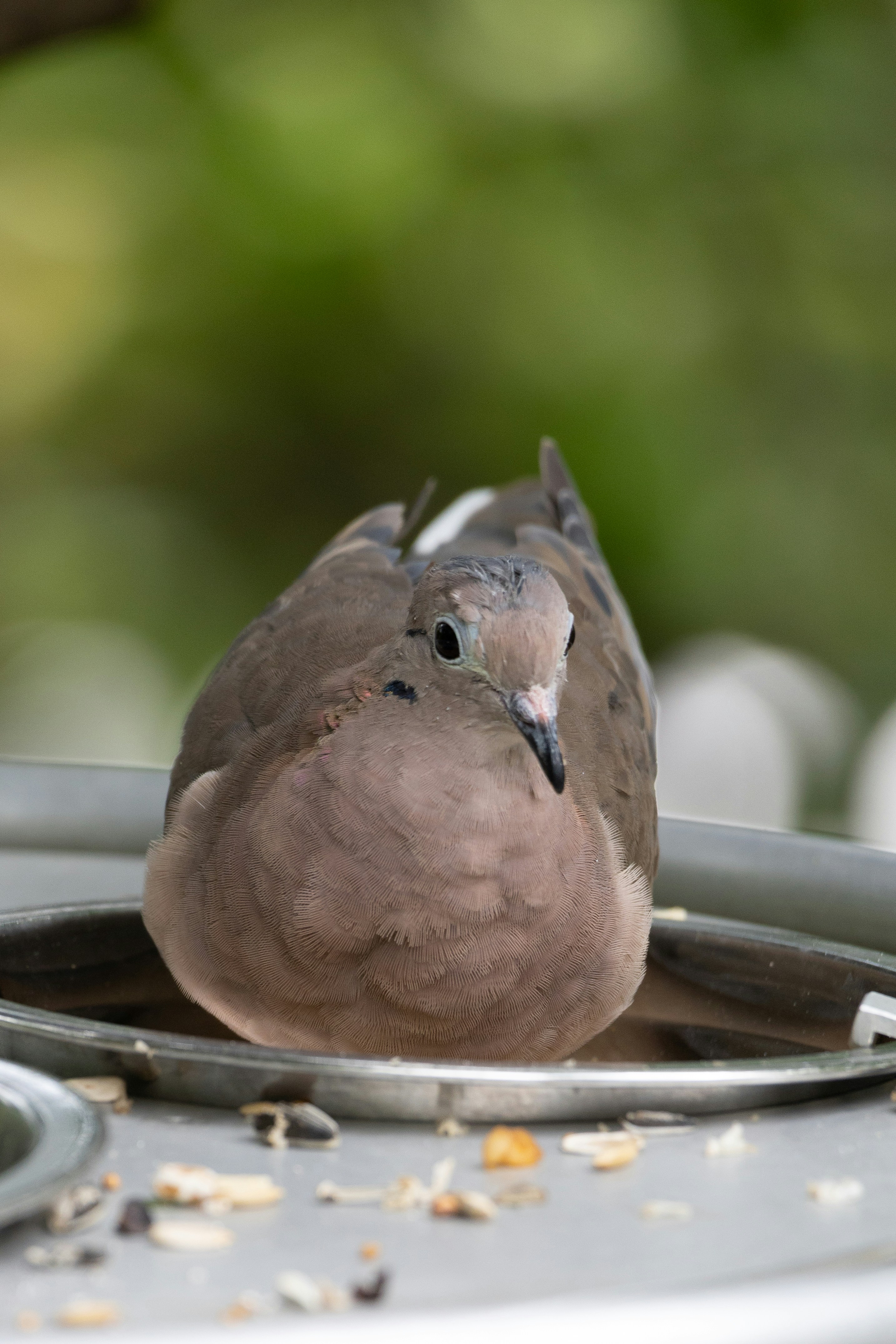 A Moment of Stillness: The Grounded Dove
