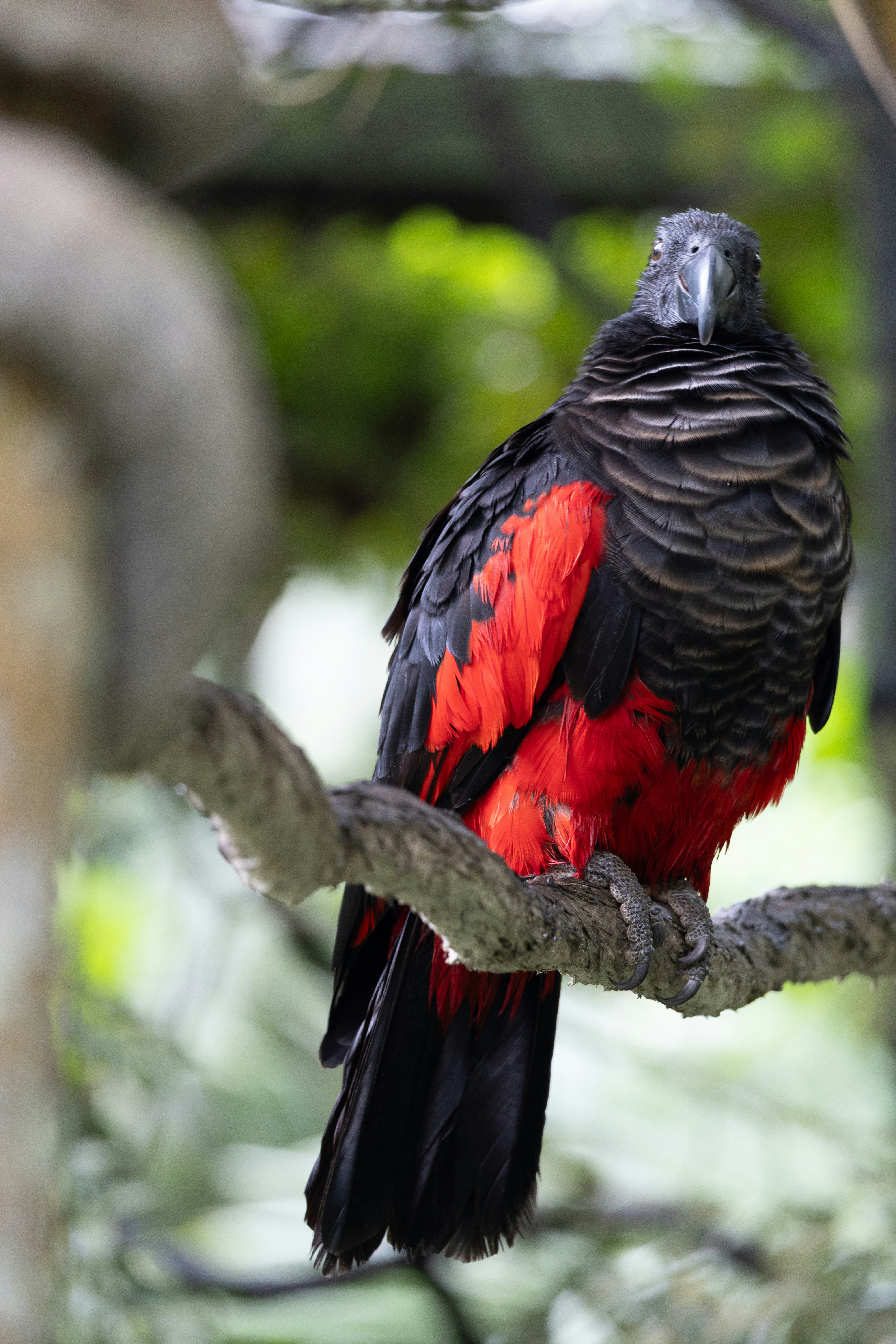 Red-hip Scarlet on a Morning Perch
