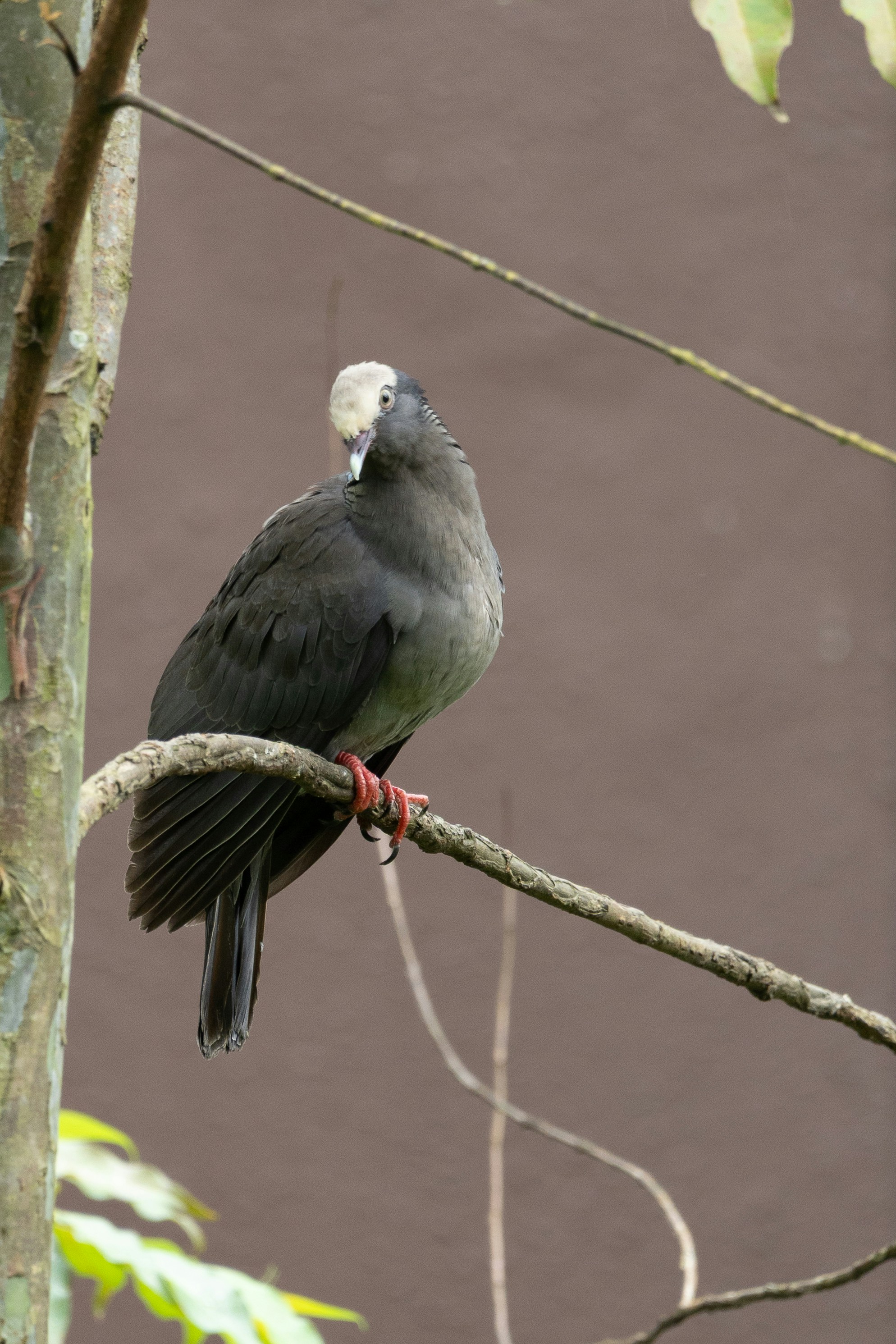 The Watchful Guardian of the Canopy