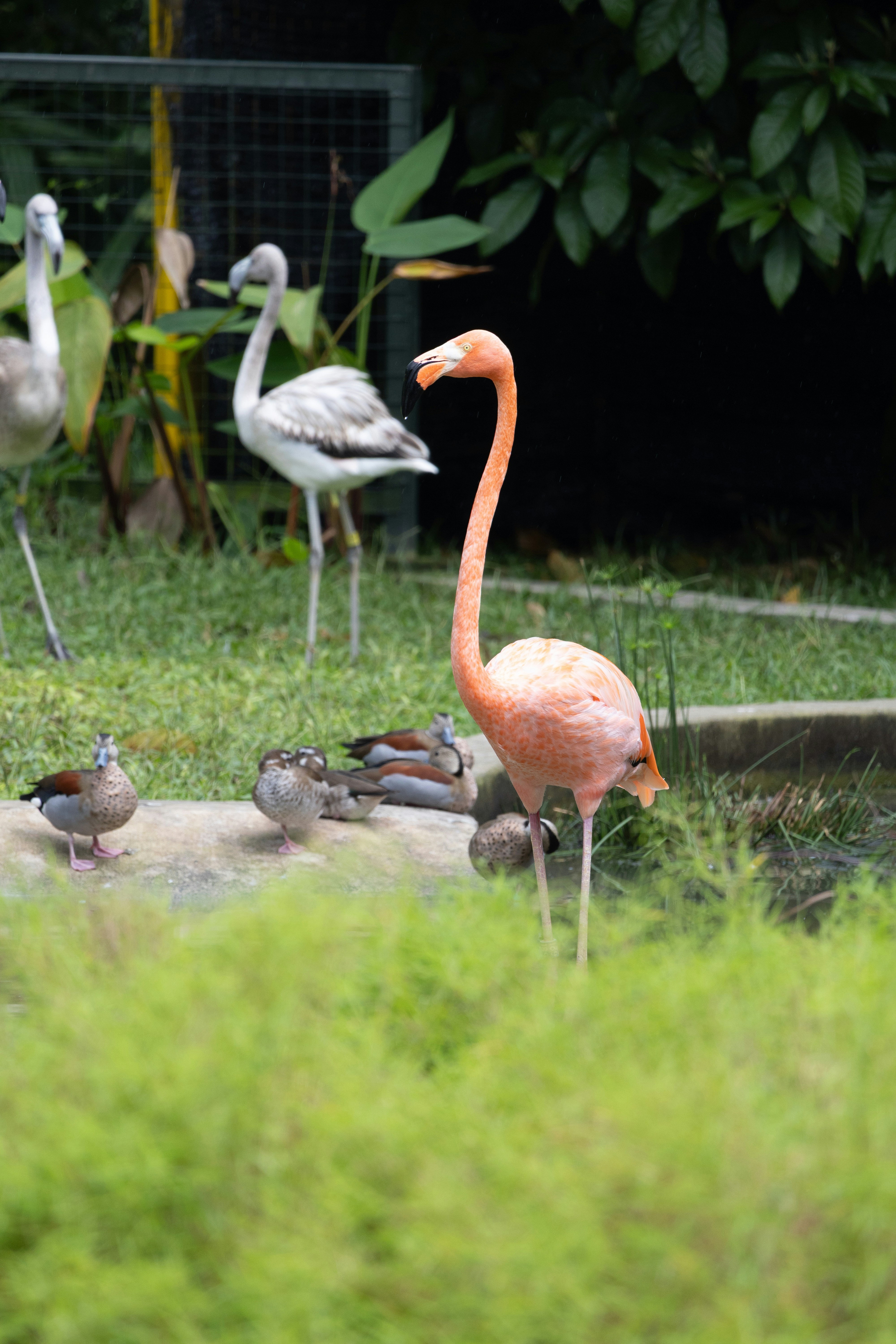 Striking Flamingo Stands Out Among Velvet Greens