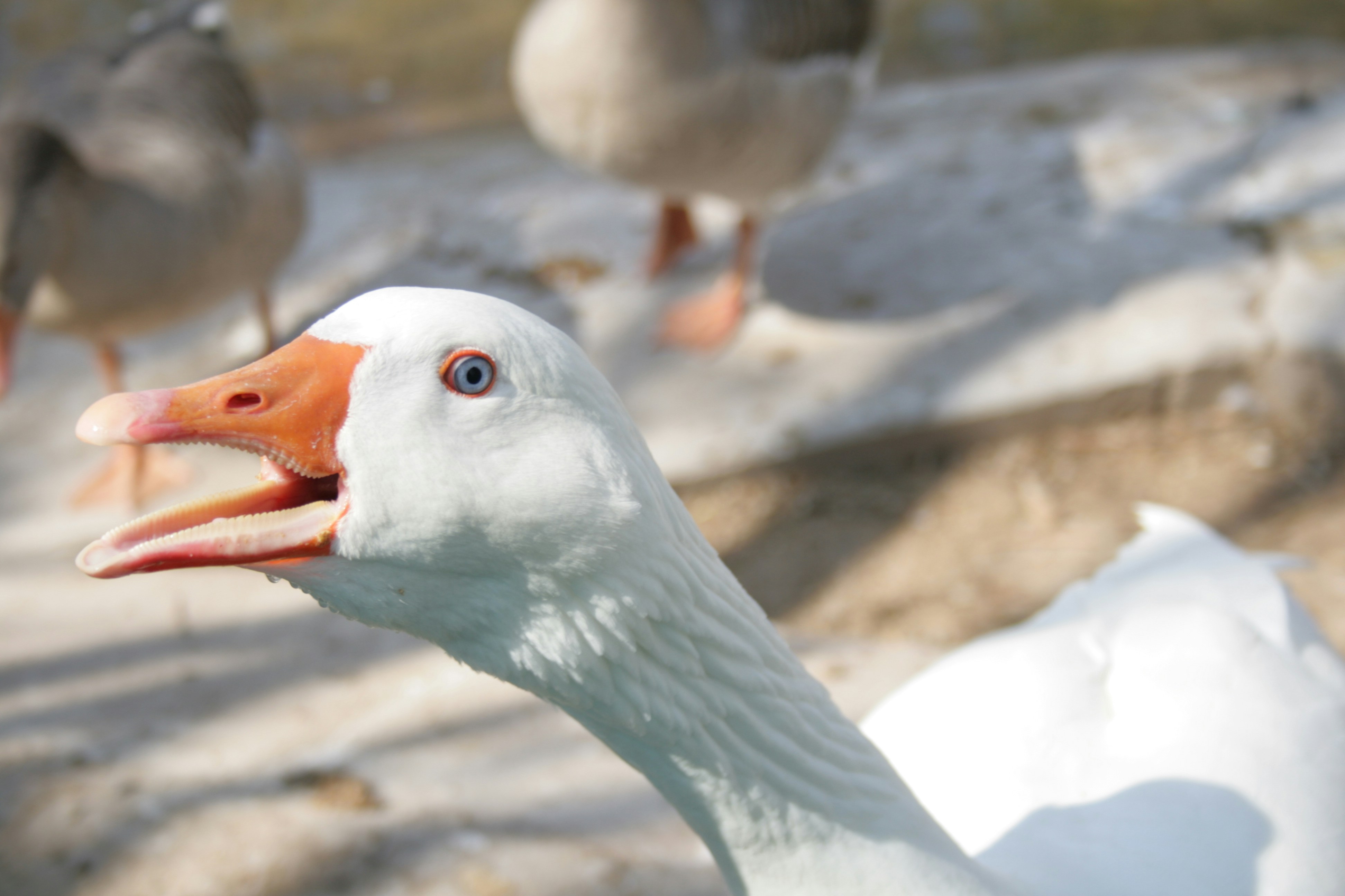 Close-up of a white goose with bright blue eyes and an orange beak | A close-up of a white goose with its mouth open