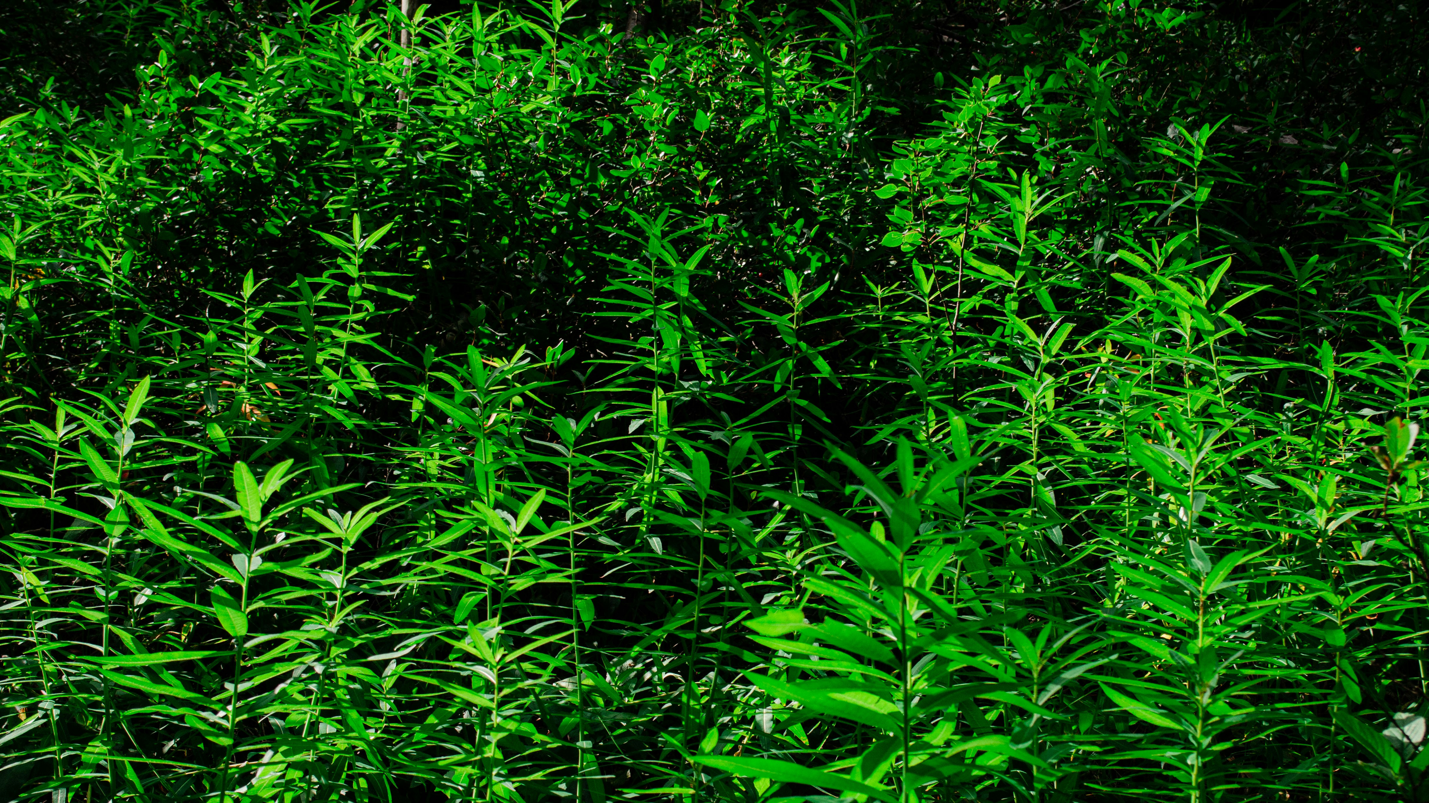 A close-up shot of lush, vibrant green plants, possibly in a forest or garden setting. The leaves are fresh and healthy, creating a rich tapestry of greenery. | Vibrant green moss texture background texture background