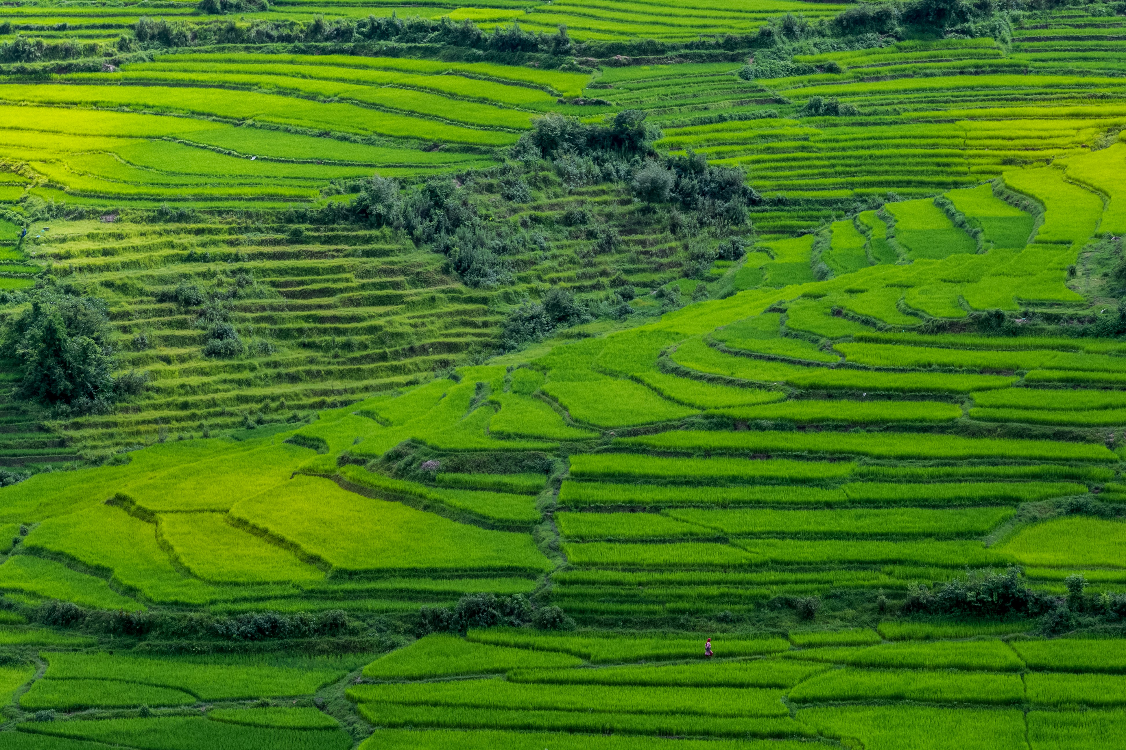 Tranquil Rice Terraces with Rustic Hut in Lush Countryside | Lush green rice terraces on a hillside