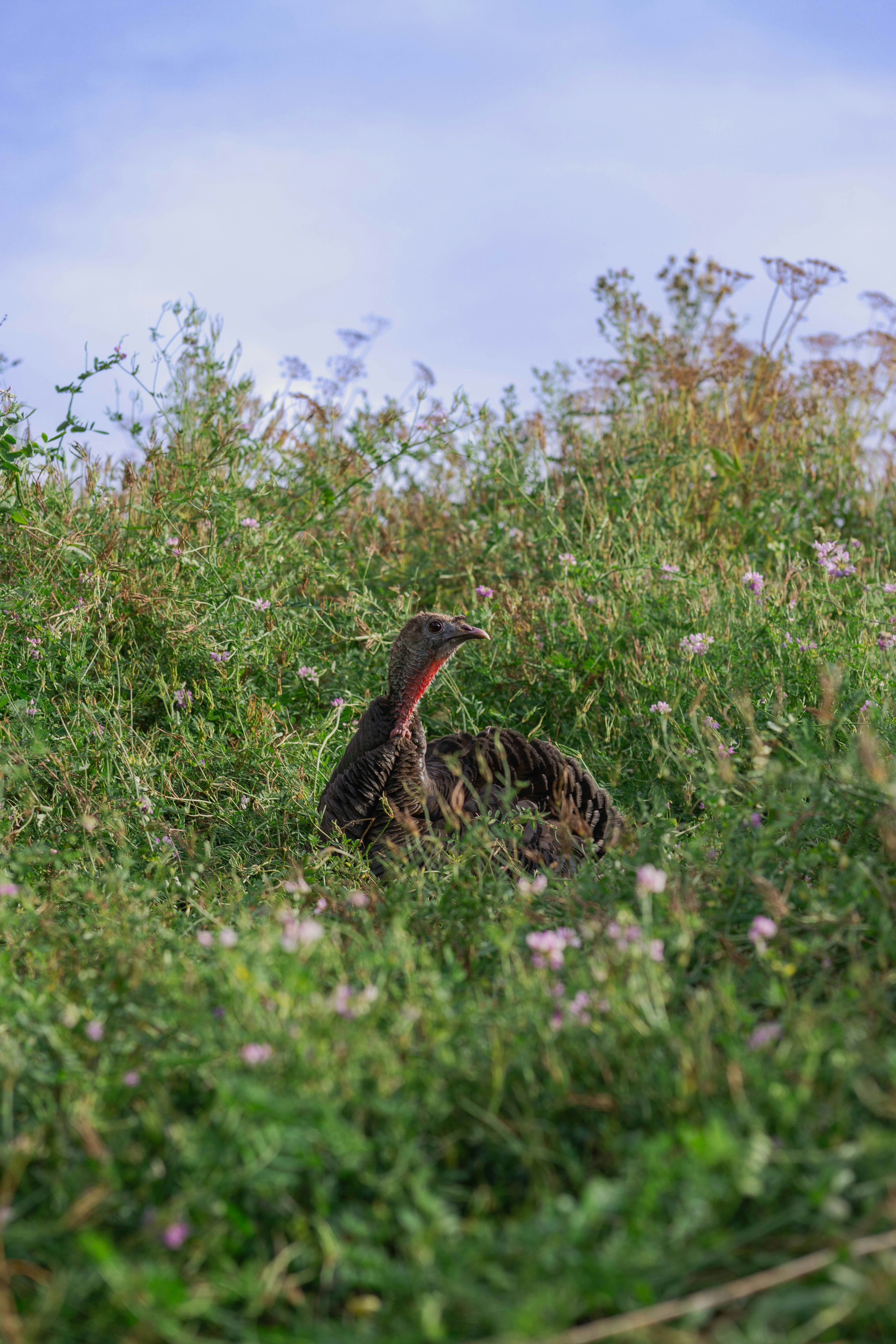 A wild turkey nests before sunset in the South Hill nehighborhood of Spokane, WA. | A bird sits camouflaged in tall green grass.