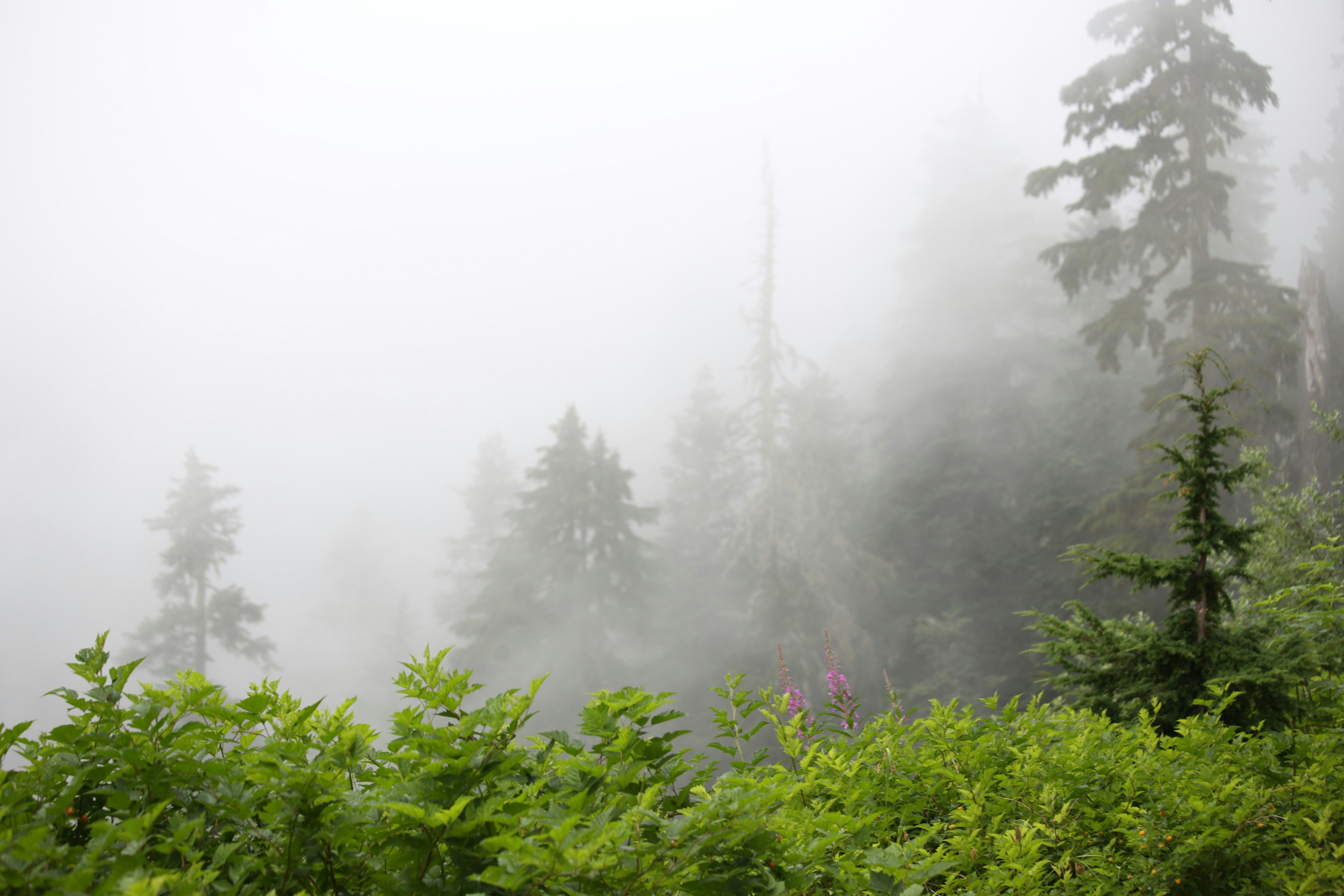 The mists on Grouse Mountain | Misty forest with green foliage and tall trees