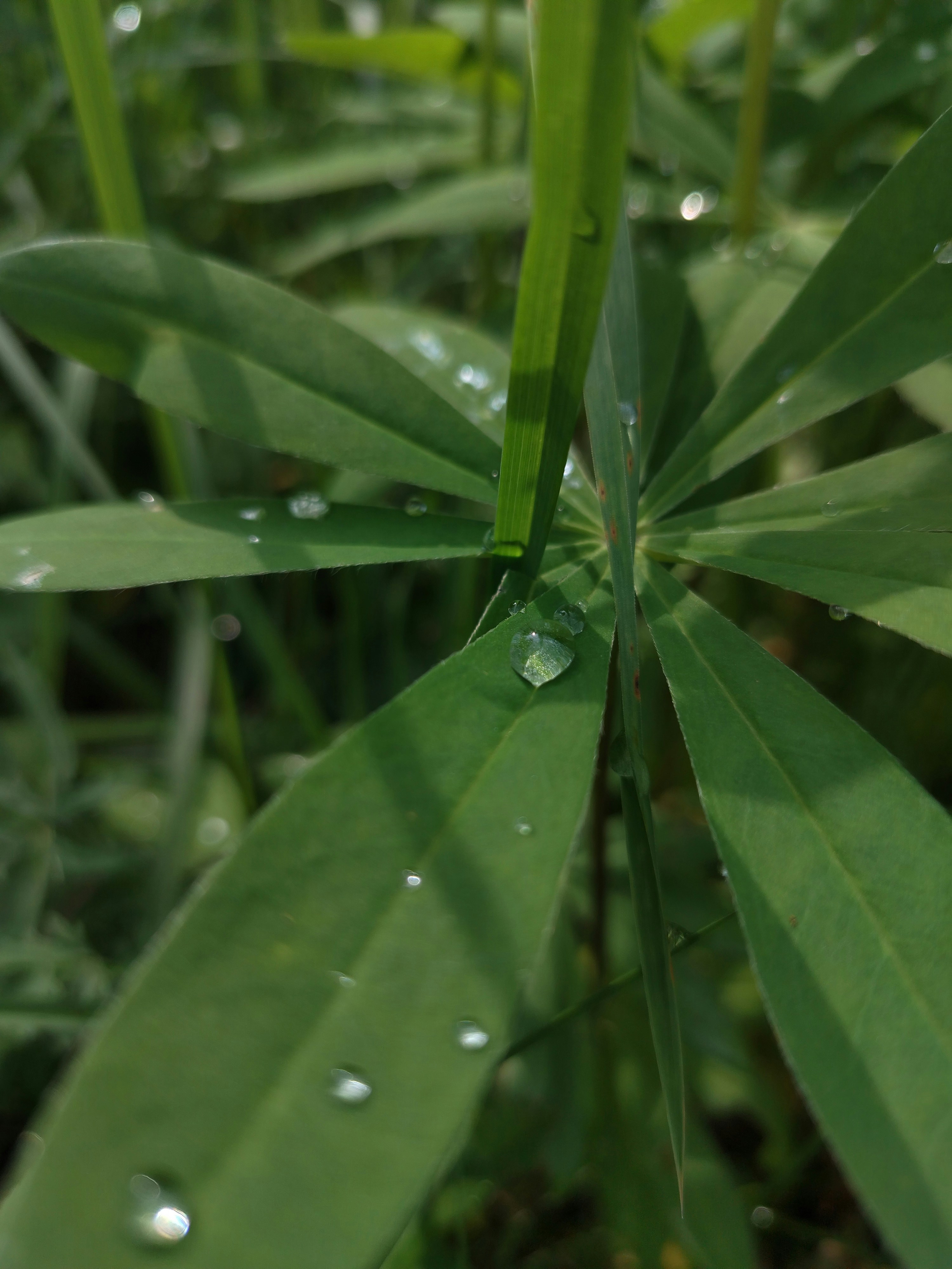 Sample photo from Honor X7b