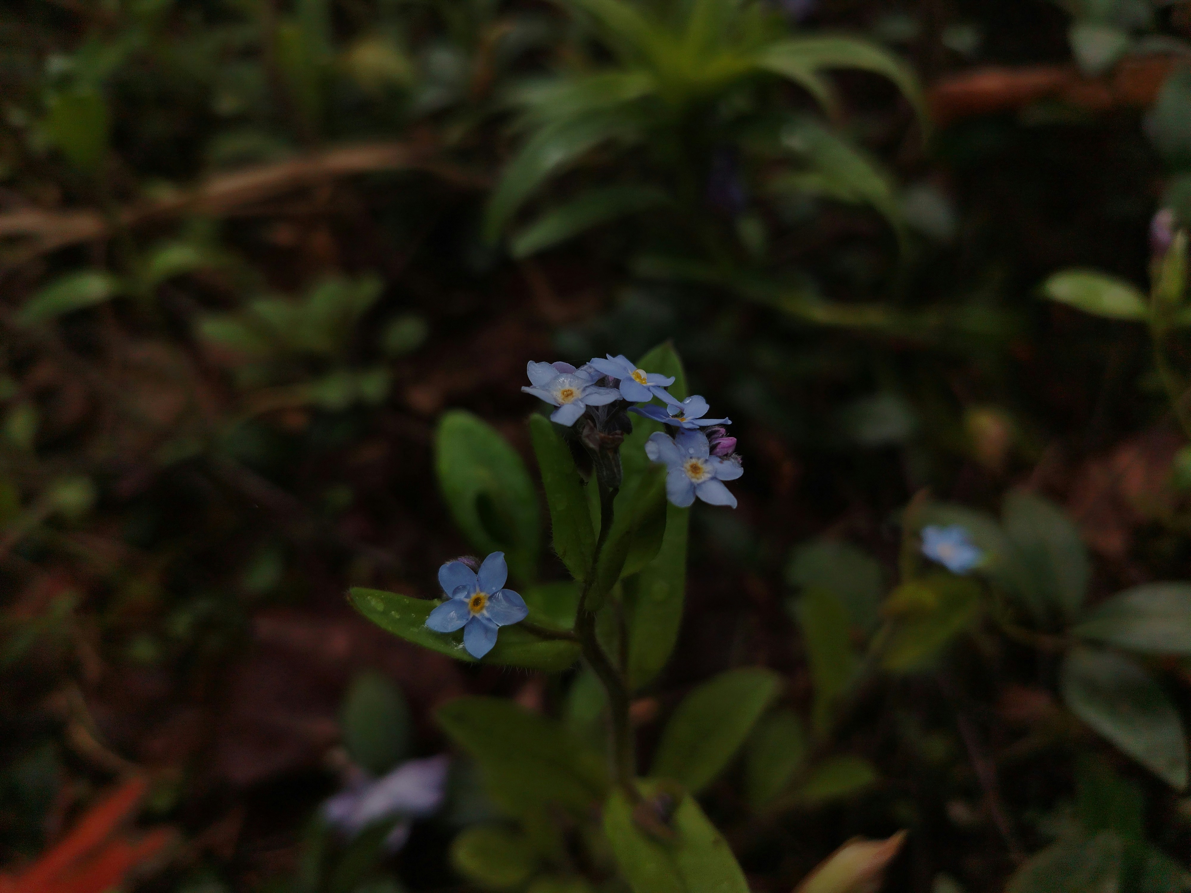 Delicate blue flowers emerge from the forest floor, surrounded by lush greenery and soft light. Their subtle beauty invites a closer look.