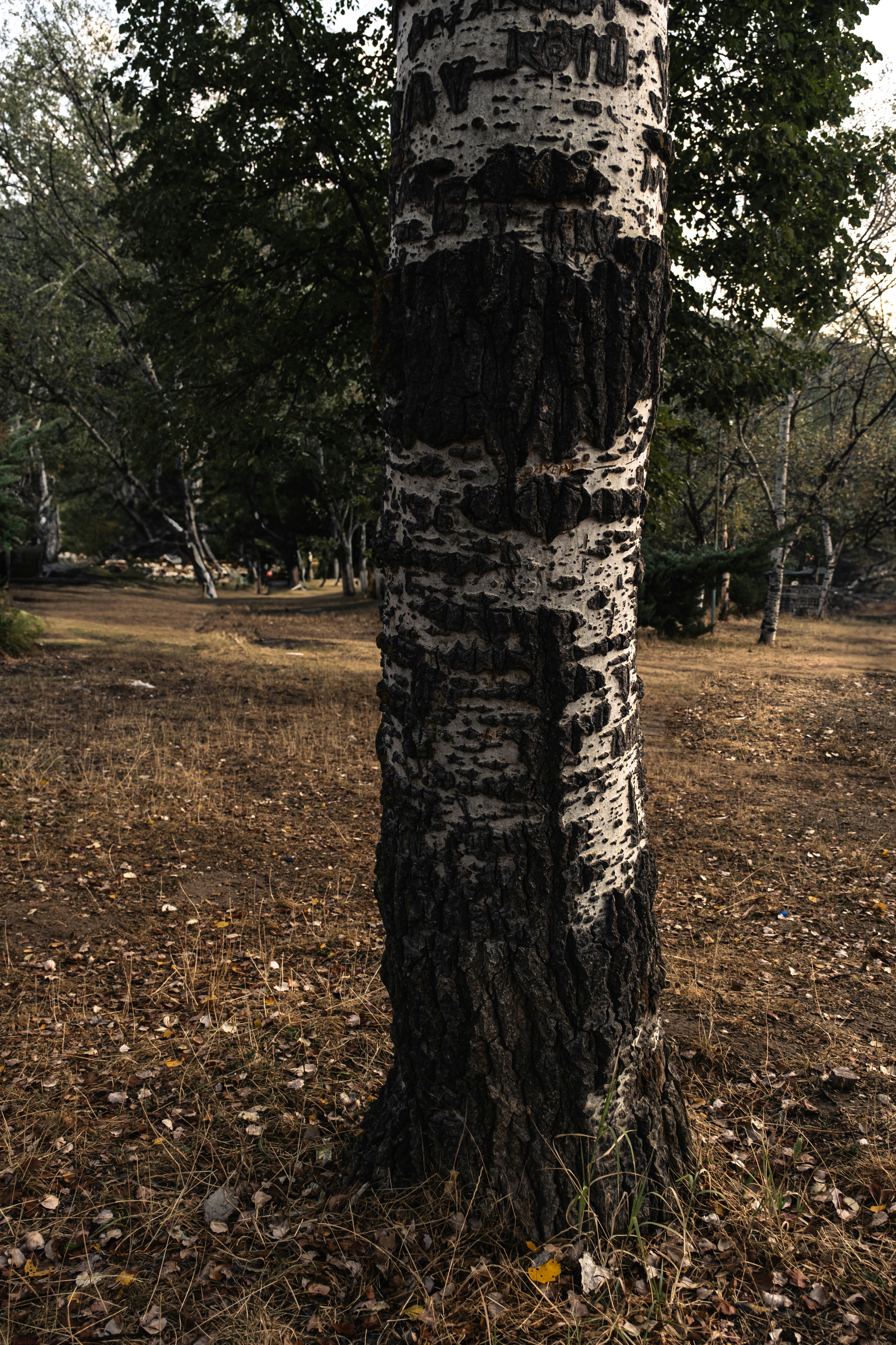 The Sentinel of the Forest Floor