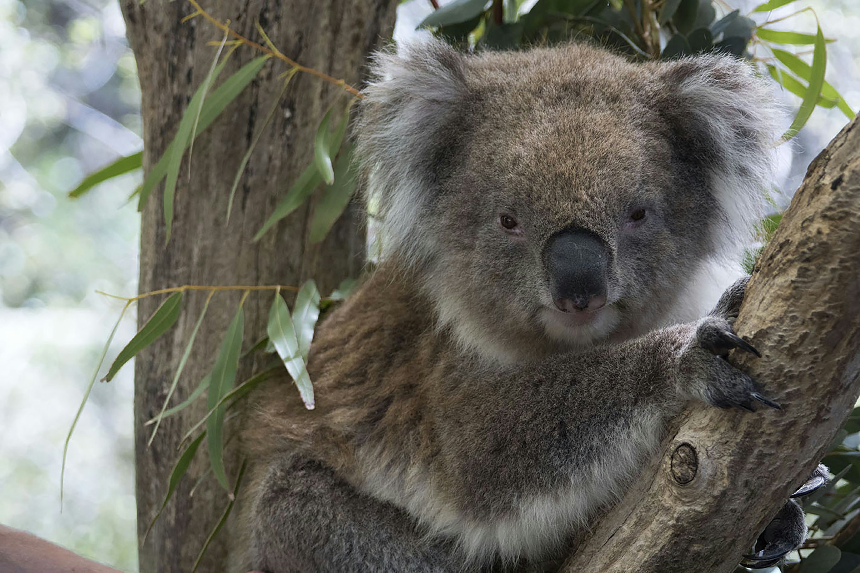 The Tranquil Guardian of the Eucalyptus