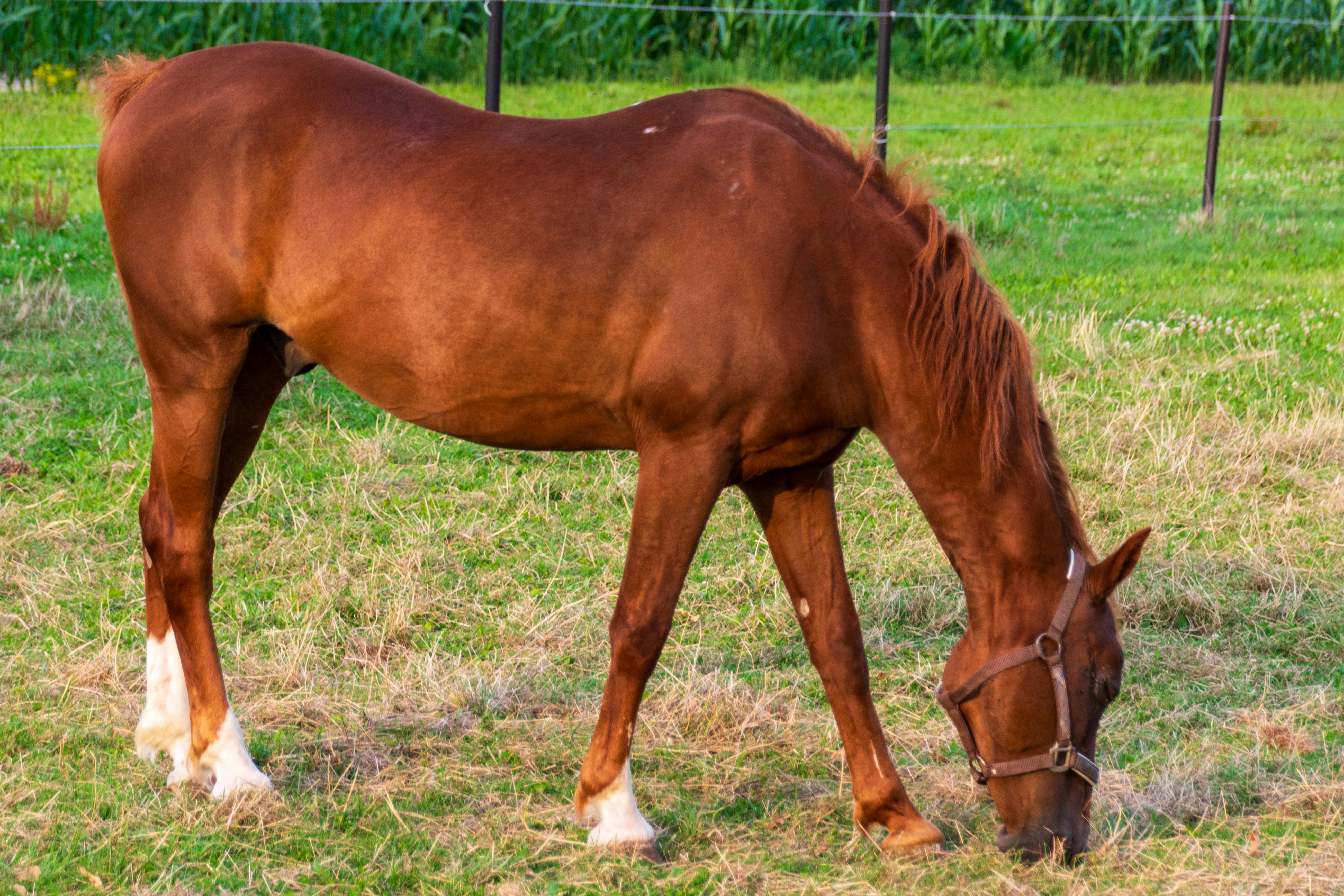 A brown horse grazes in a grassy field.