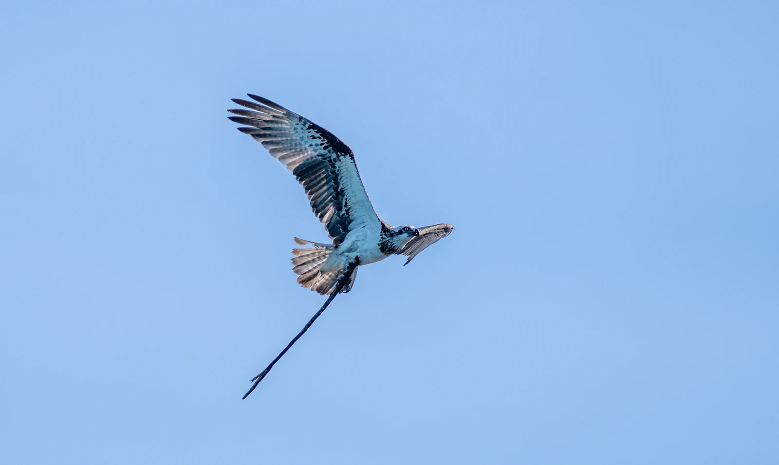 The Majestic Flight of the Blue Heron