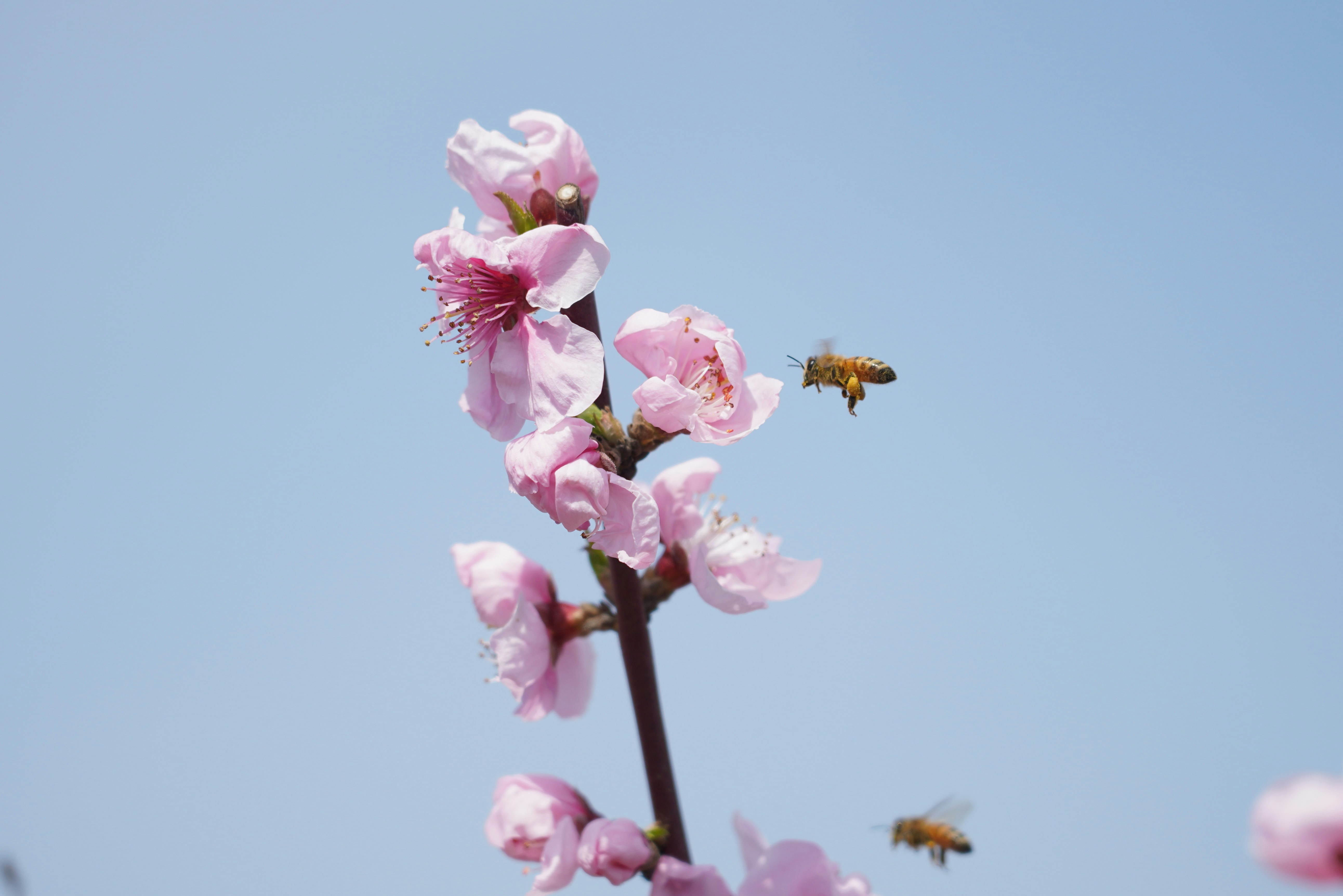 Harmony in Bloom: Pollinators at Work