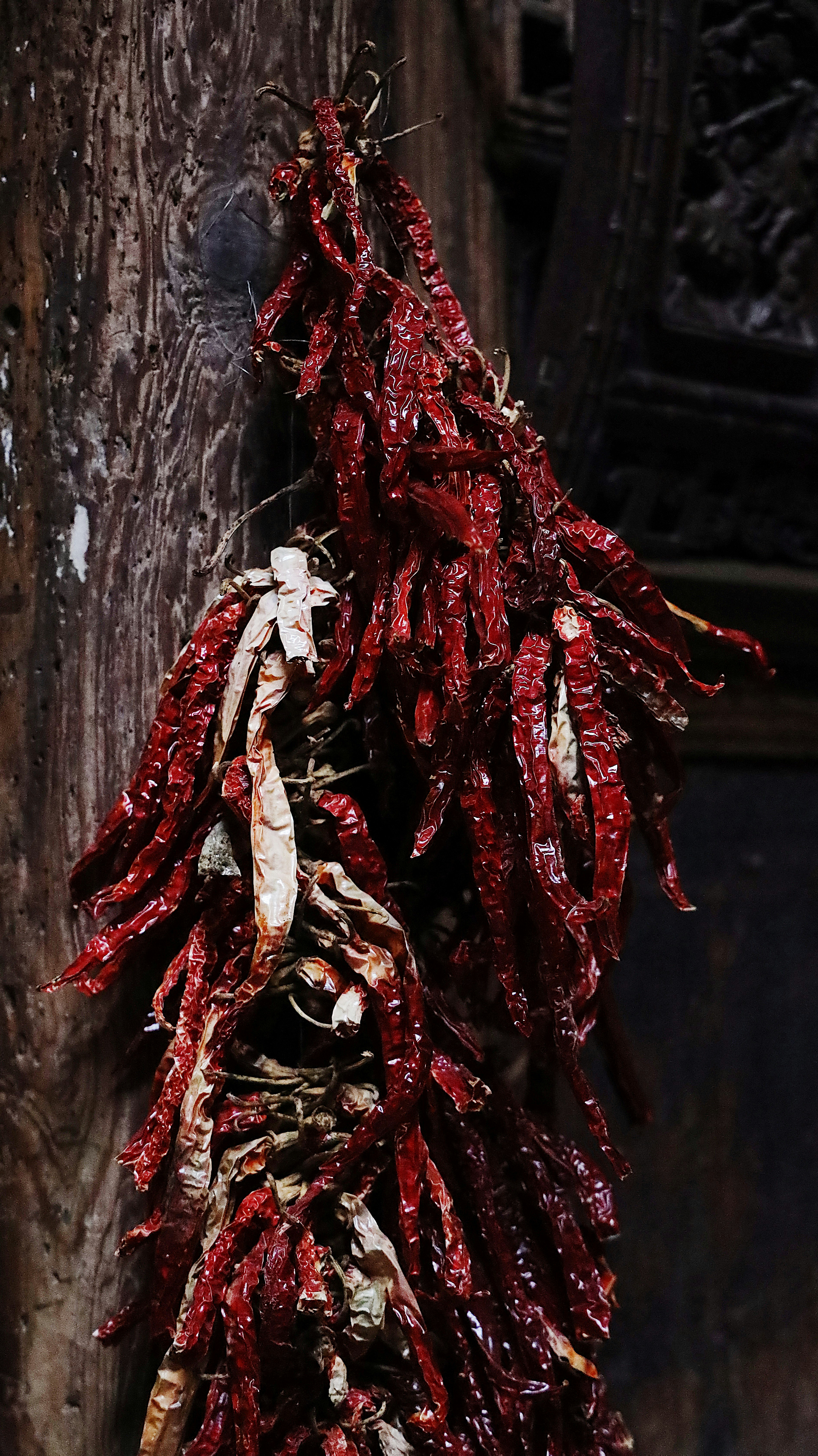 Dried chili pepper | Bunches of dried red chili peppers hanging