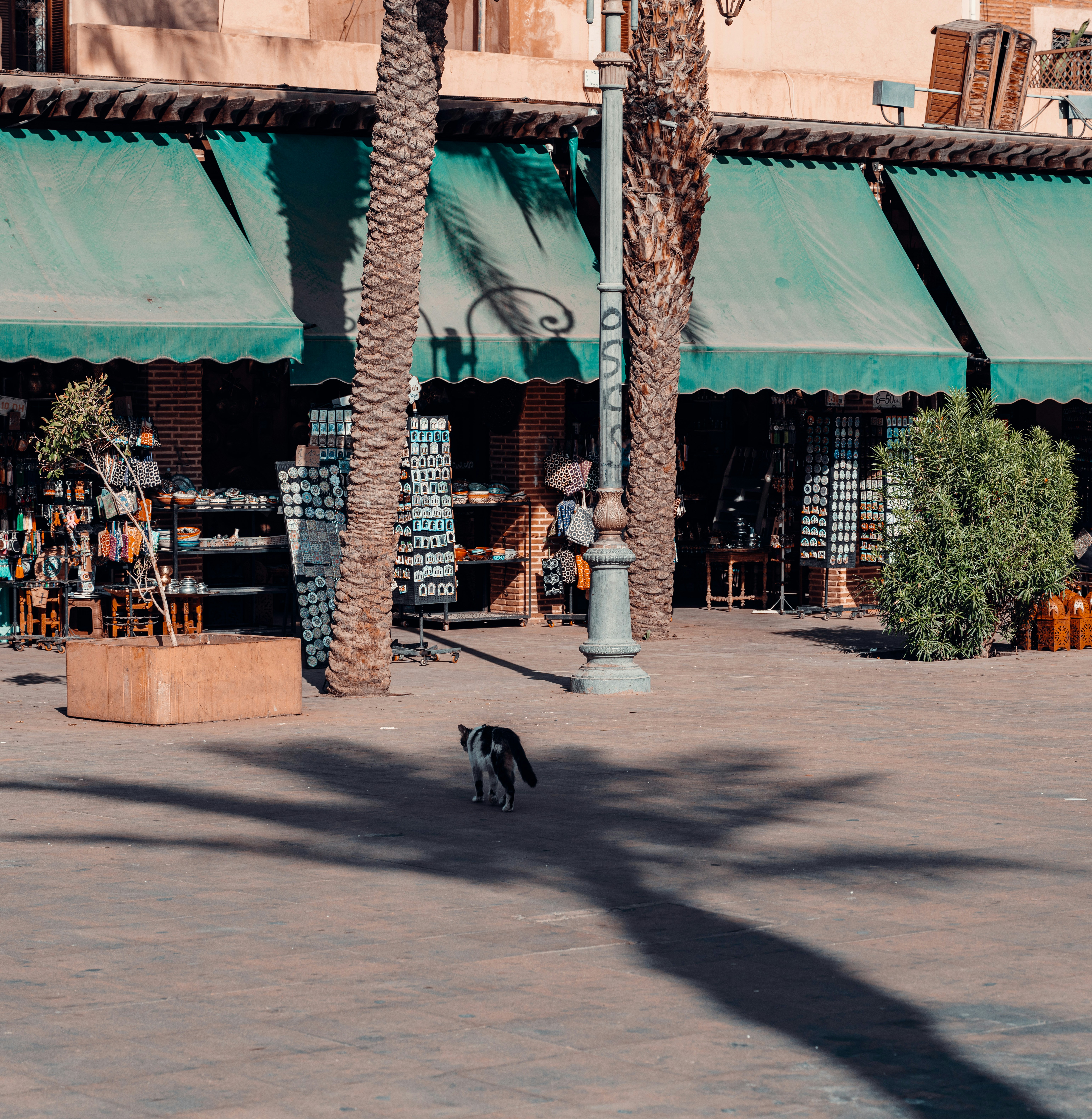 A black and white cat strolls through a vibrant marketplace lined with palm trees and colorful stalls. The scene captures the essence of daily life in a bustling environment.