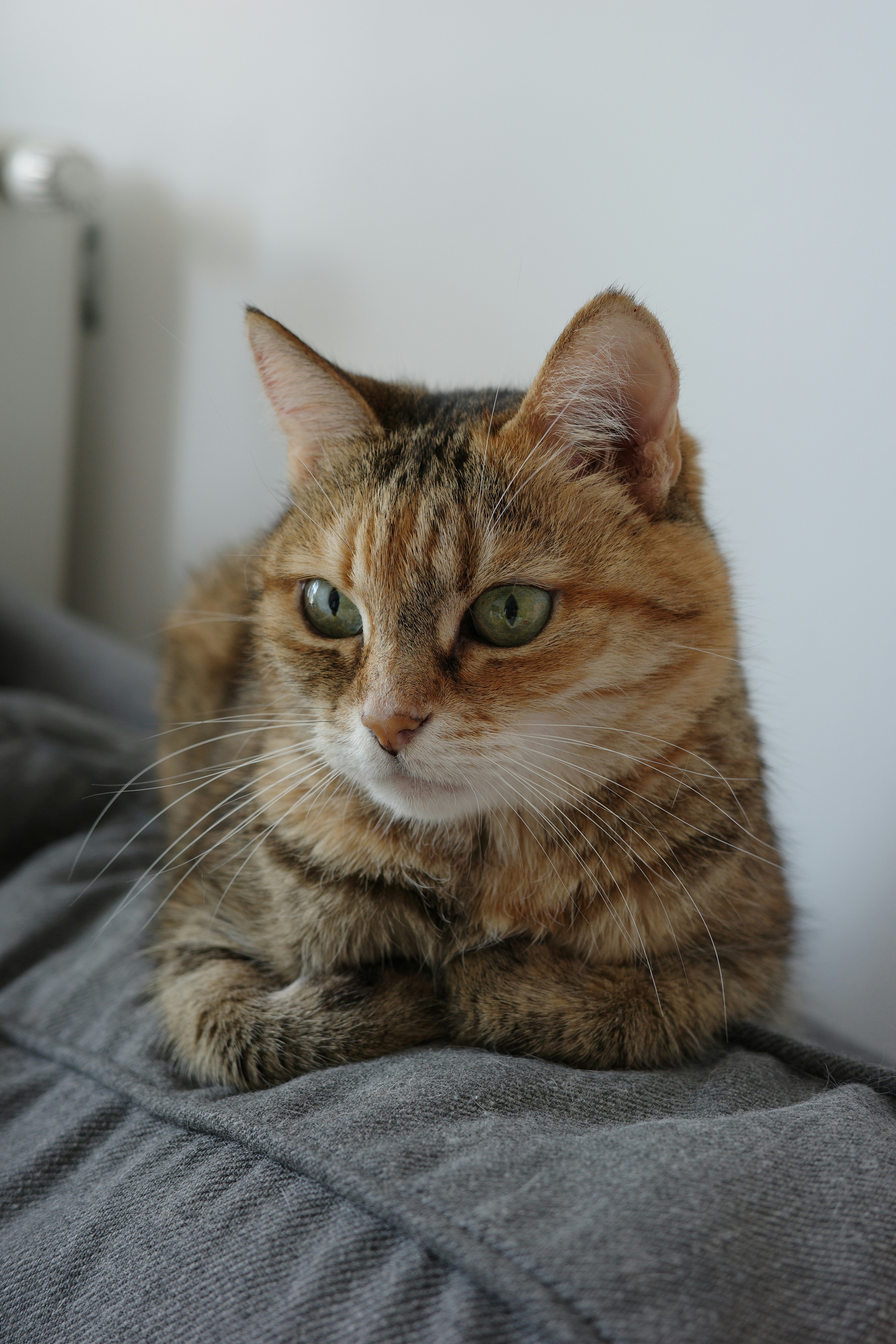 A tabby cat rests on a gray surface