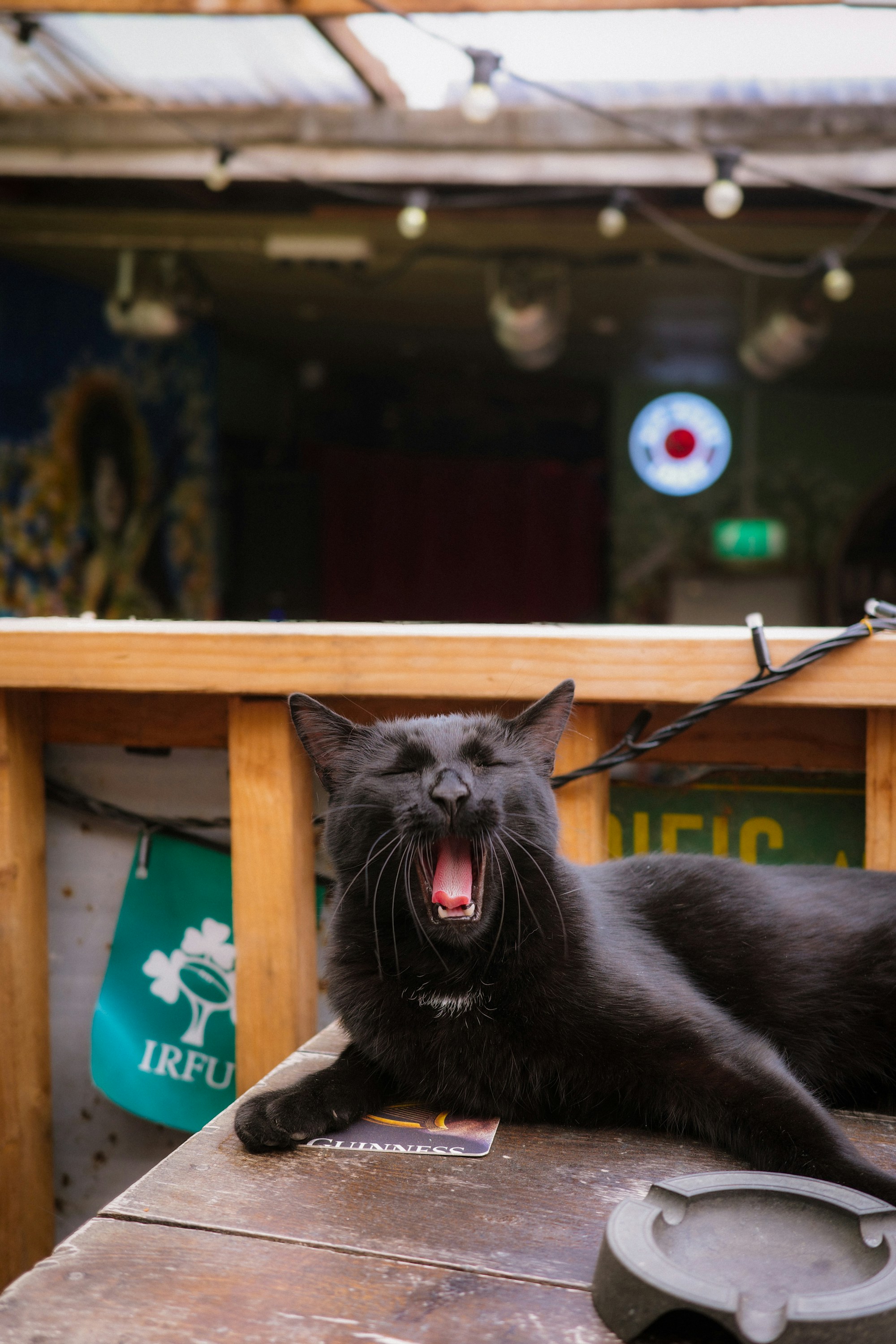 A black cat is yawning on a wooden surface.