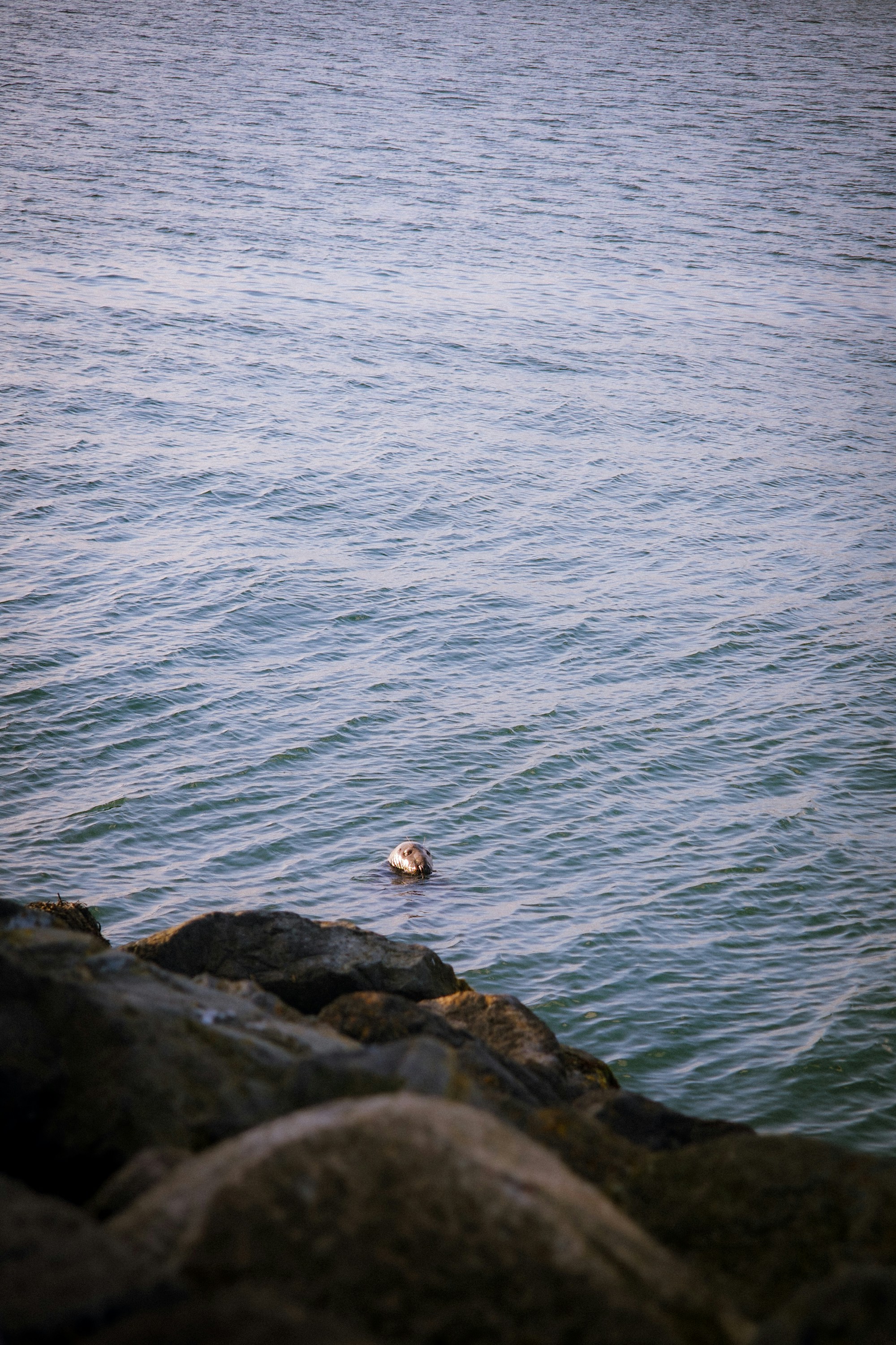 A seagull floats on the water near rocks.