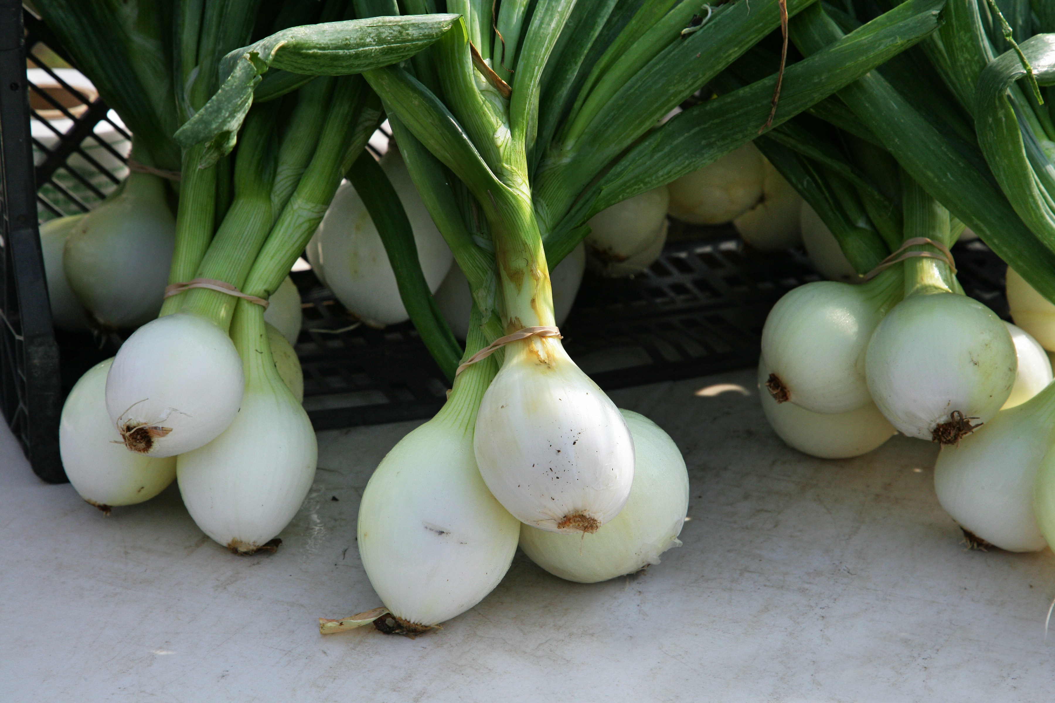 Freshly harvested green onions with white bulbs
