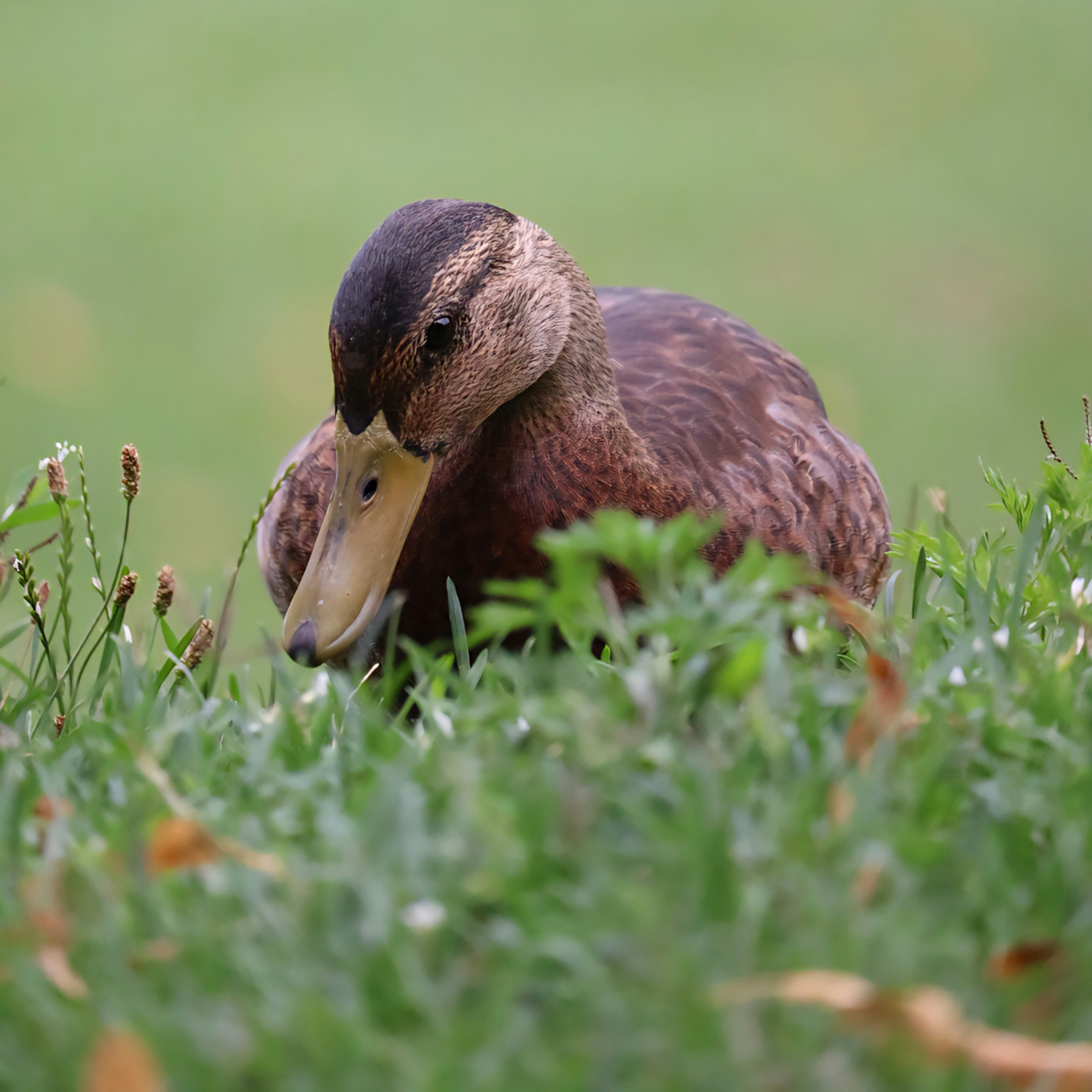A mallard duck foraging through lush greenery, showcasing its vibrant plumage and attentive expression.