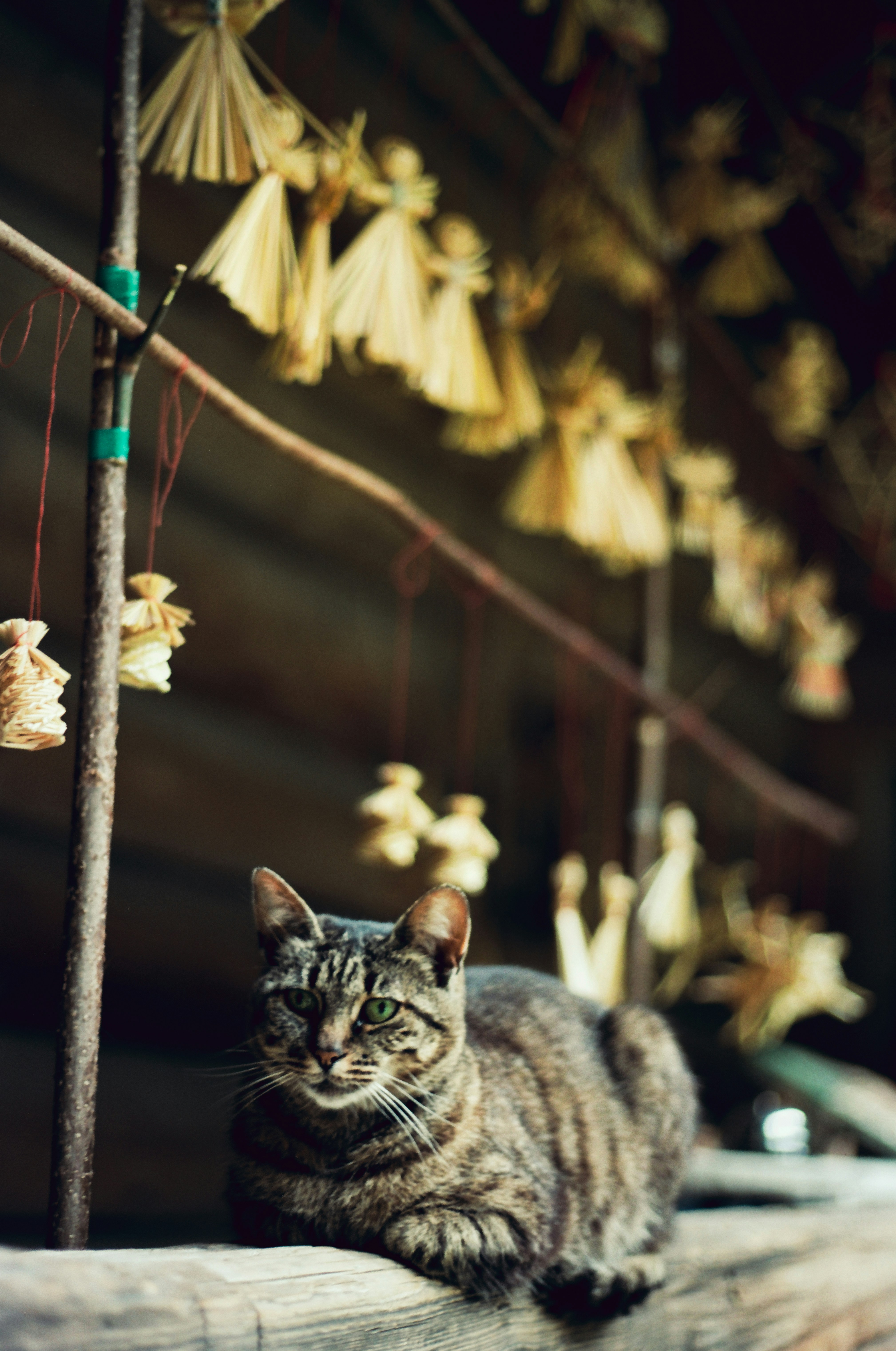 A tabby cat sits outdoors with straw decorations. photo – Free Cat ...